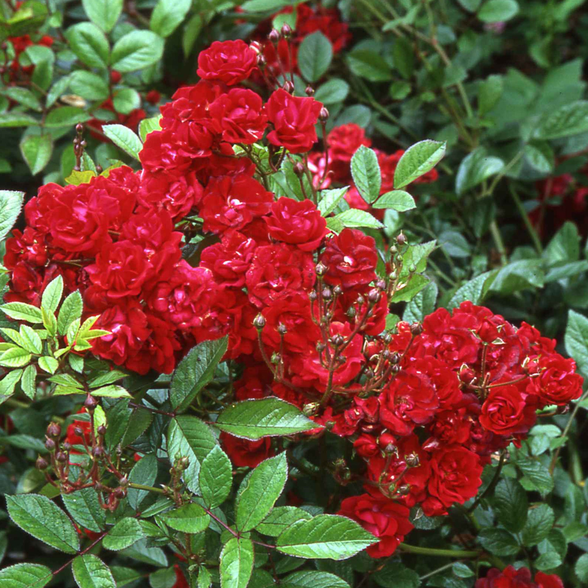 Small Roses | David Austin Roses