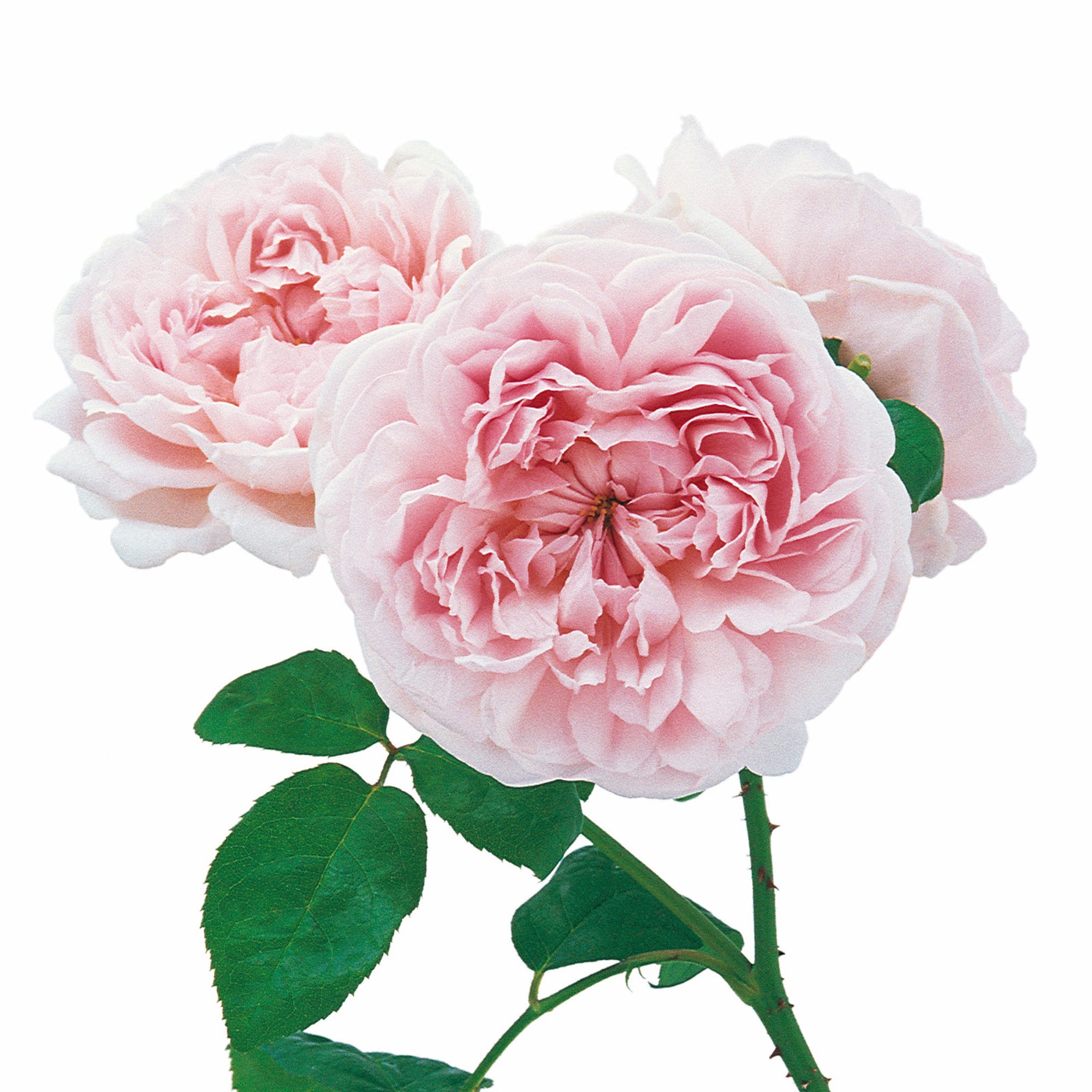 Barbara Austin (Austop) | English Shrub Rose | David Austin Roses