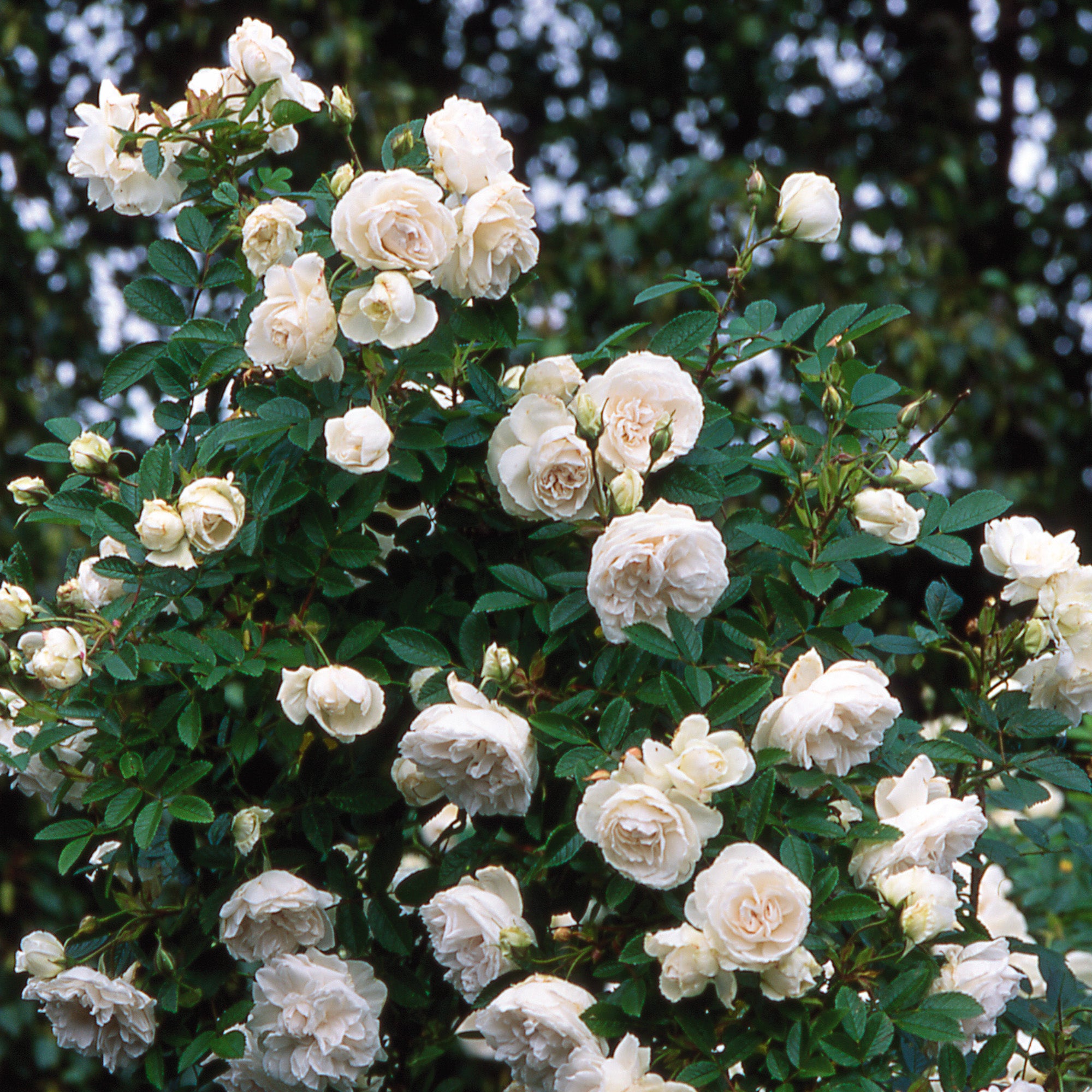 Snowdon | Rugosa Rose | David Austin Roses