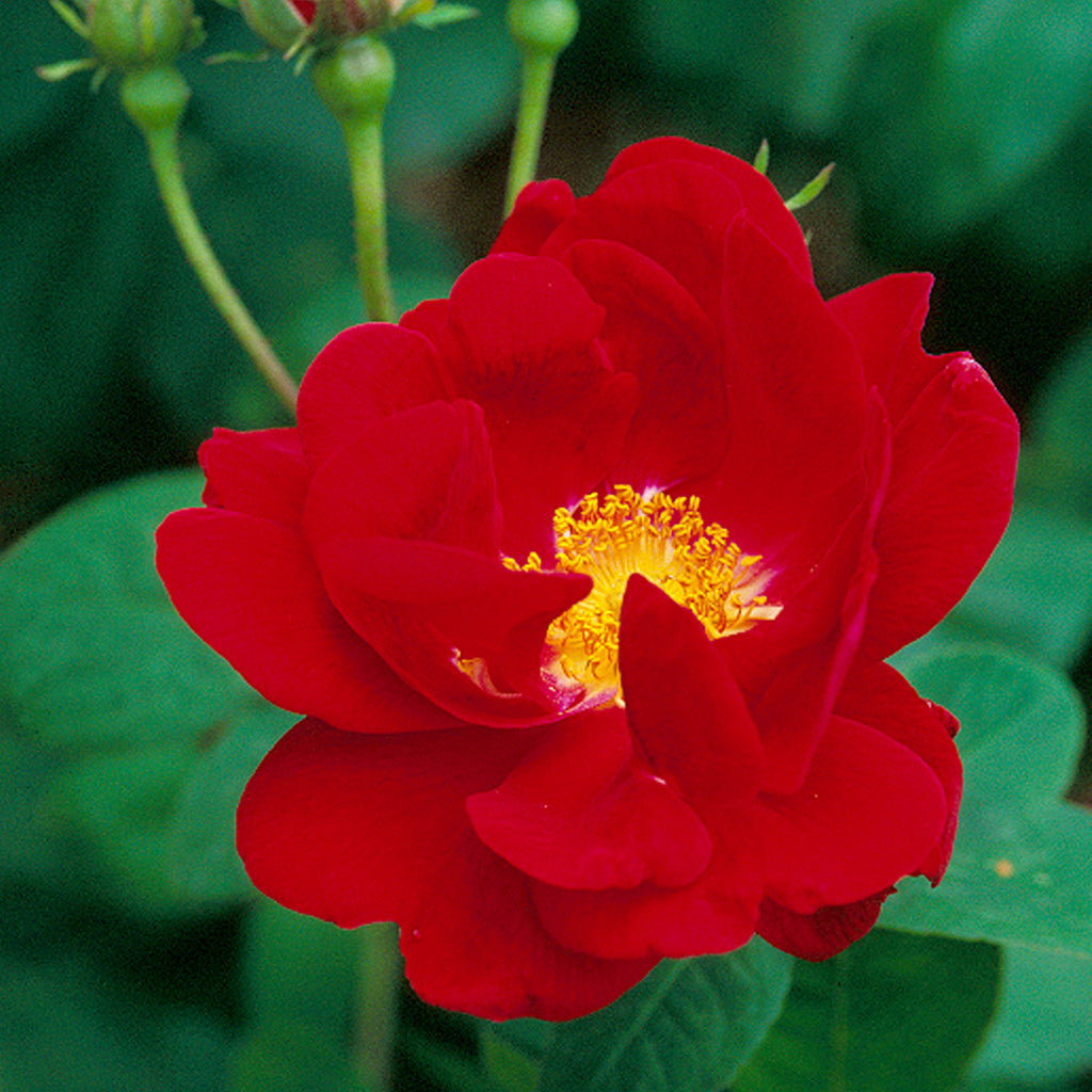 James Mason | Shrub Rose | David Austin Roses