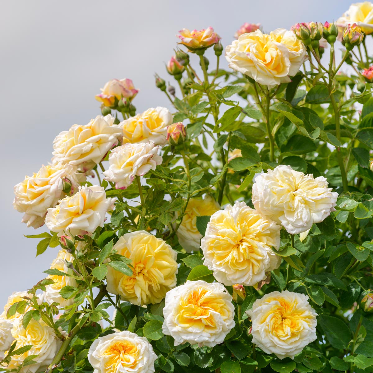 Alchymist | Climbing Rose | David Austin Roses
