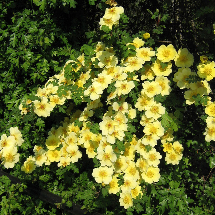 Wild Roses | David Austin Roses