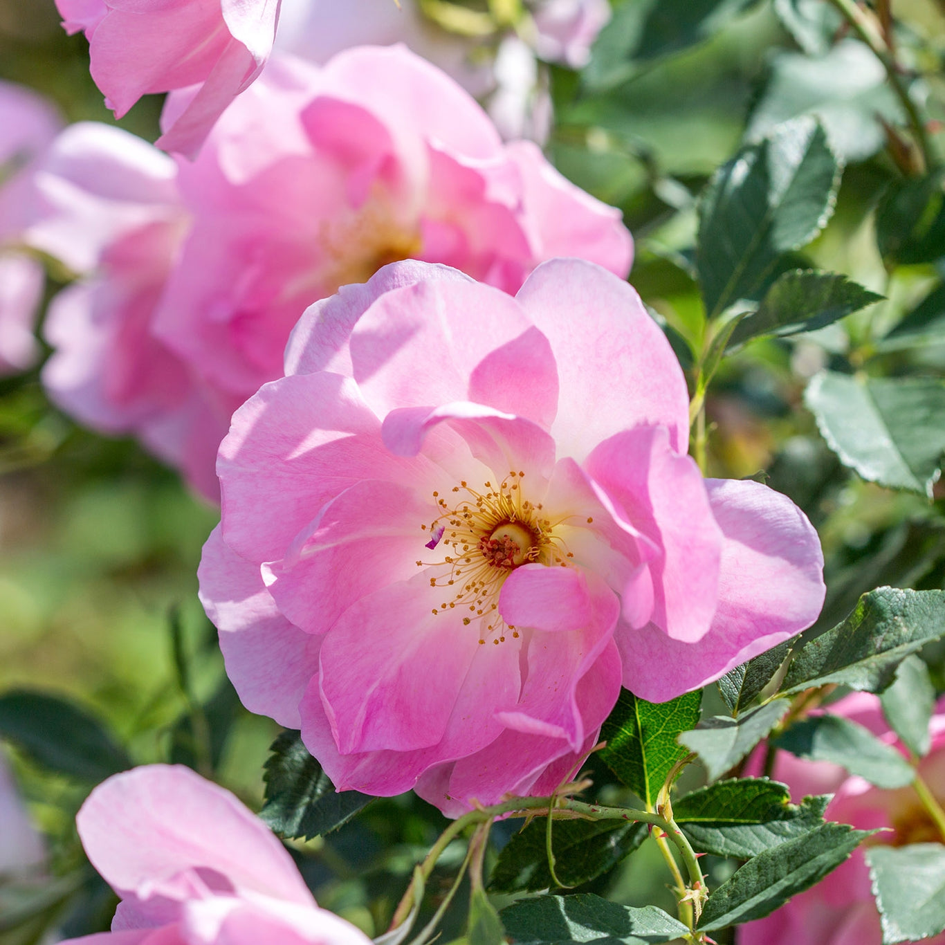 The Lady's Blush (Ausoscar) | English Shrub Rose | David Austin Roses