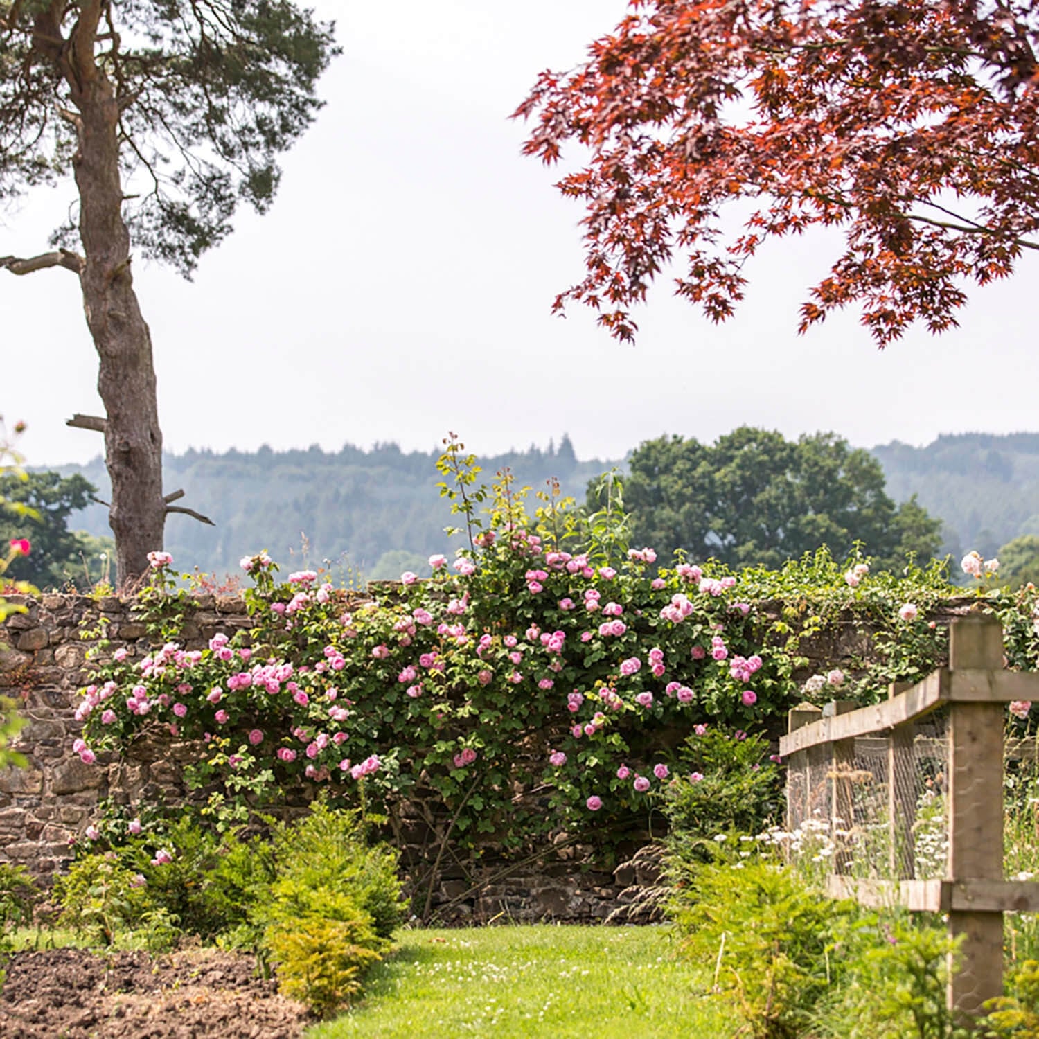 Constance Spry (Ausfirst) | English Climbing Rose | David Austin Roses
