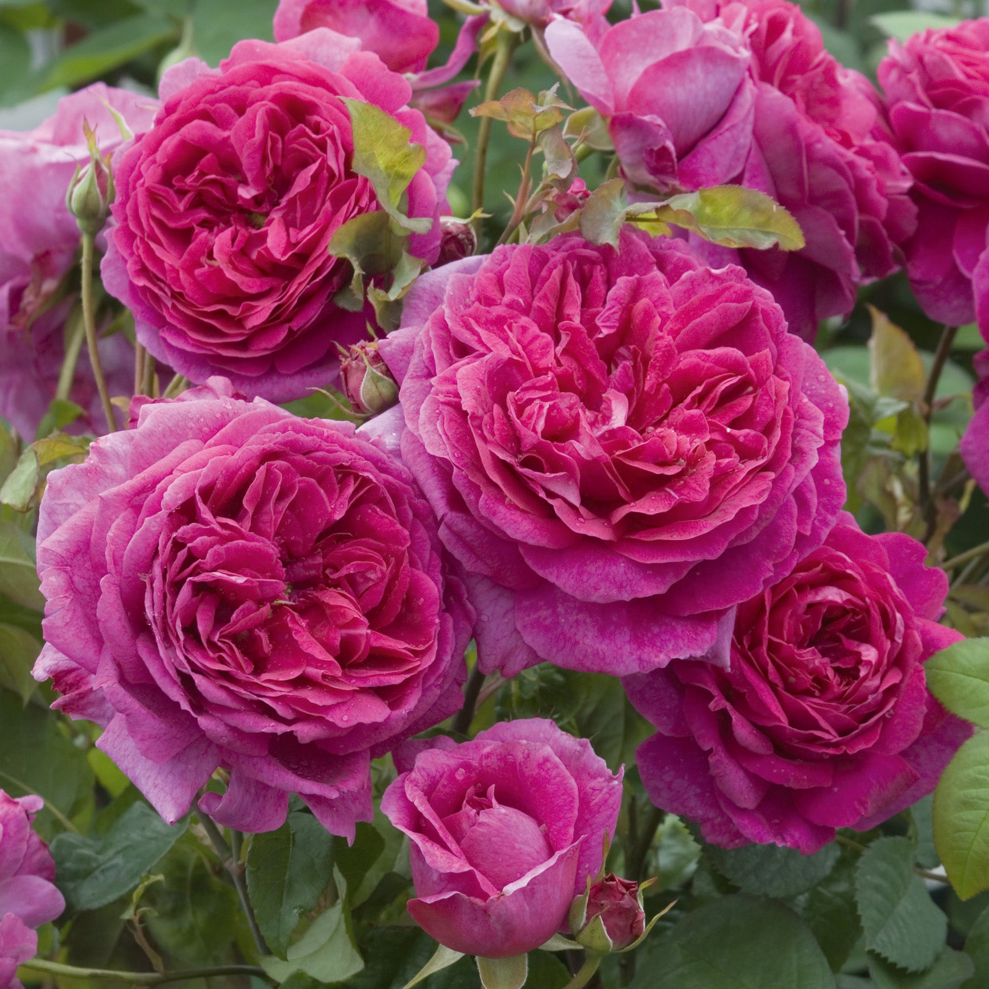Young Lycidas (Ausvibrant) | English Standard Tree Rose | David Austin ...