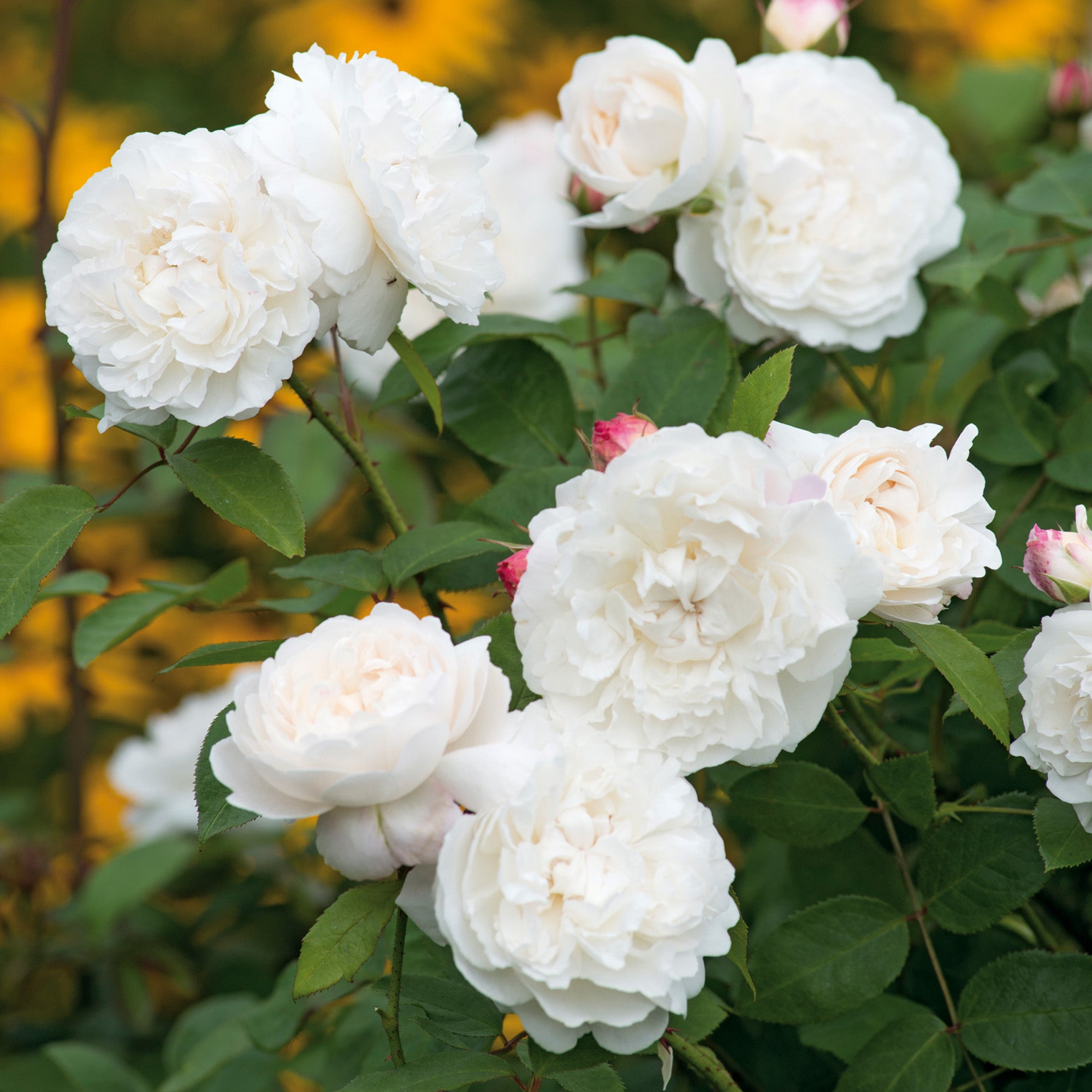 William and Catherine (Ausrapper) | English Shrub Rose | David Austin Roses