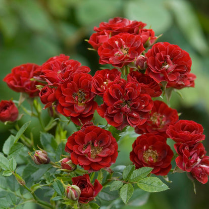Patio Roses | David Austin Roses