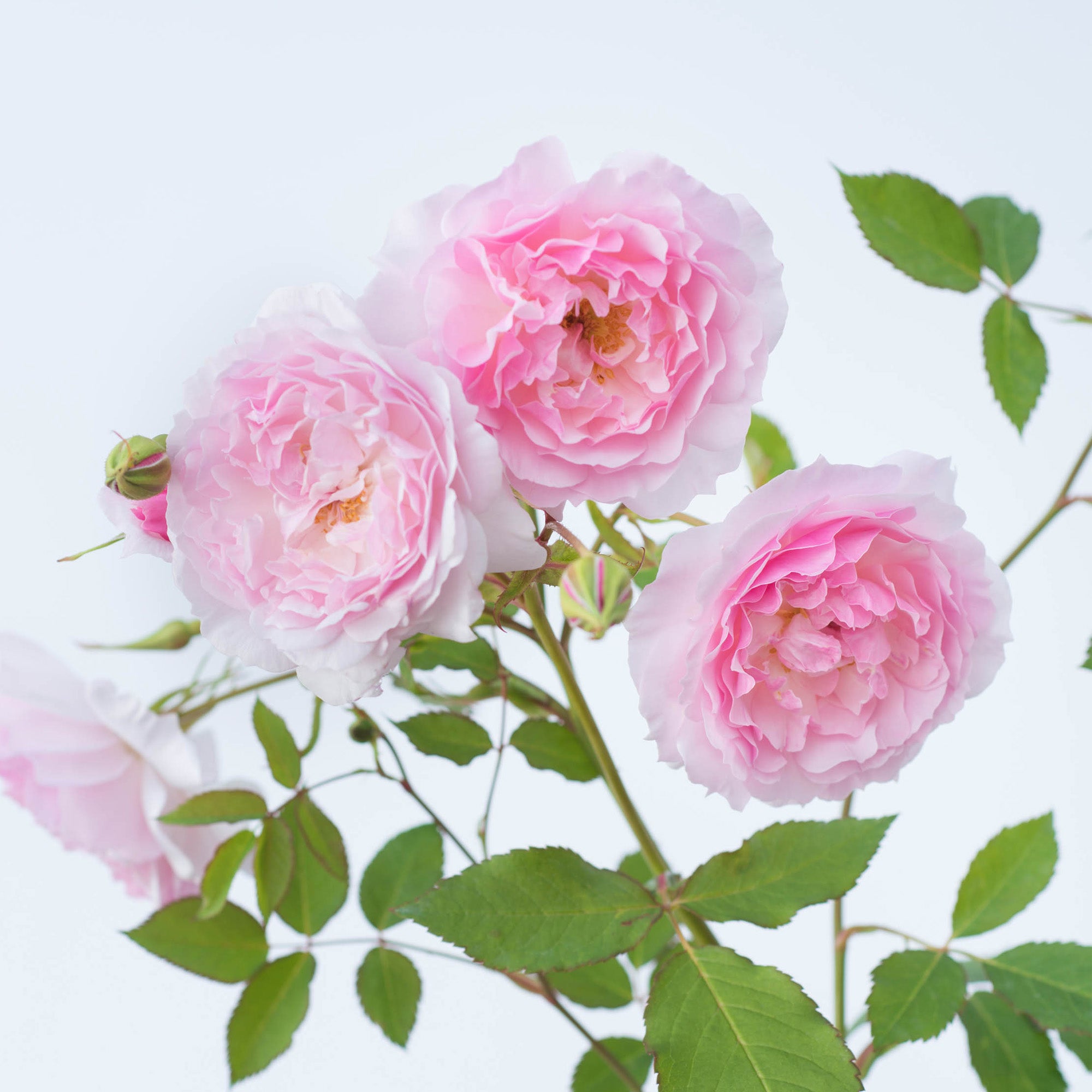 Lady Salisbury (Auscezed) | English Shrub Rose | David Austin Roses