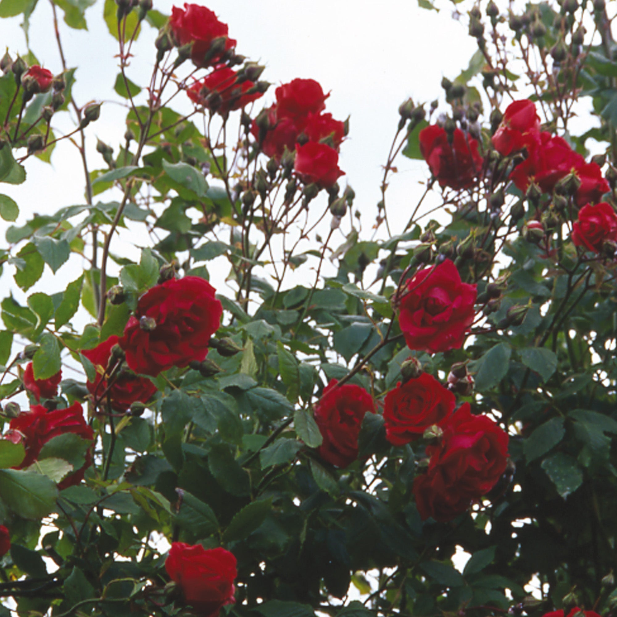 Paul’s Scarlet Climber | Climbing Rose | David Austin Roses
