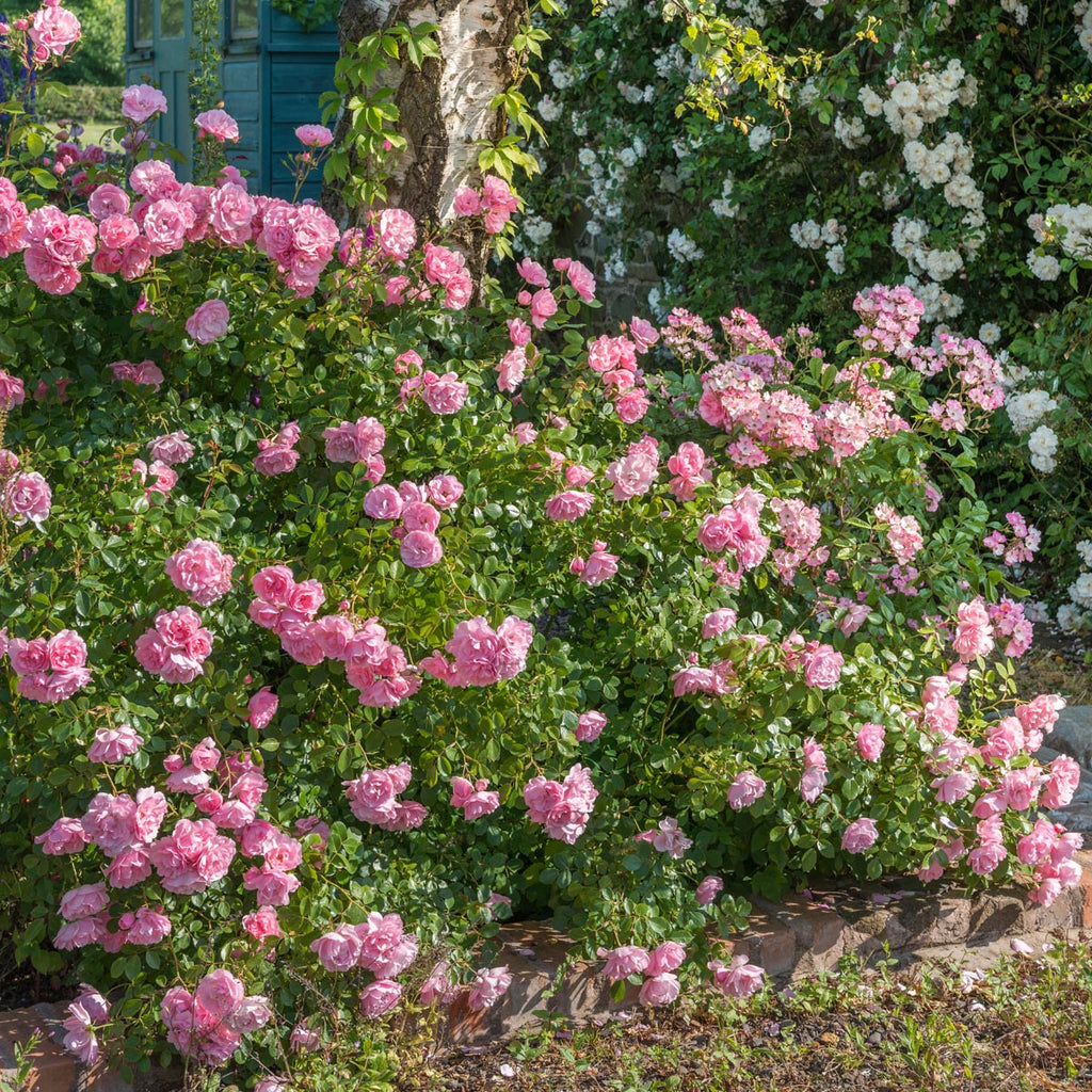 Bonica | Shrub Rose | David Austin Roses