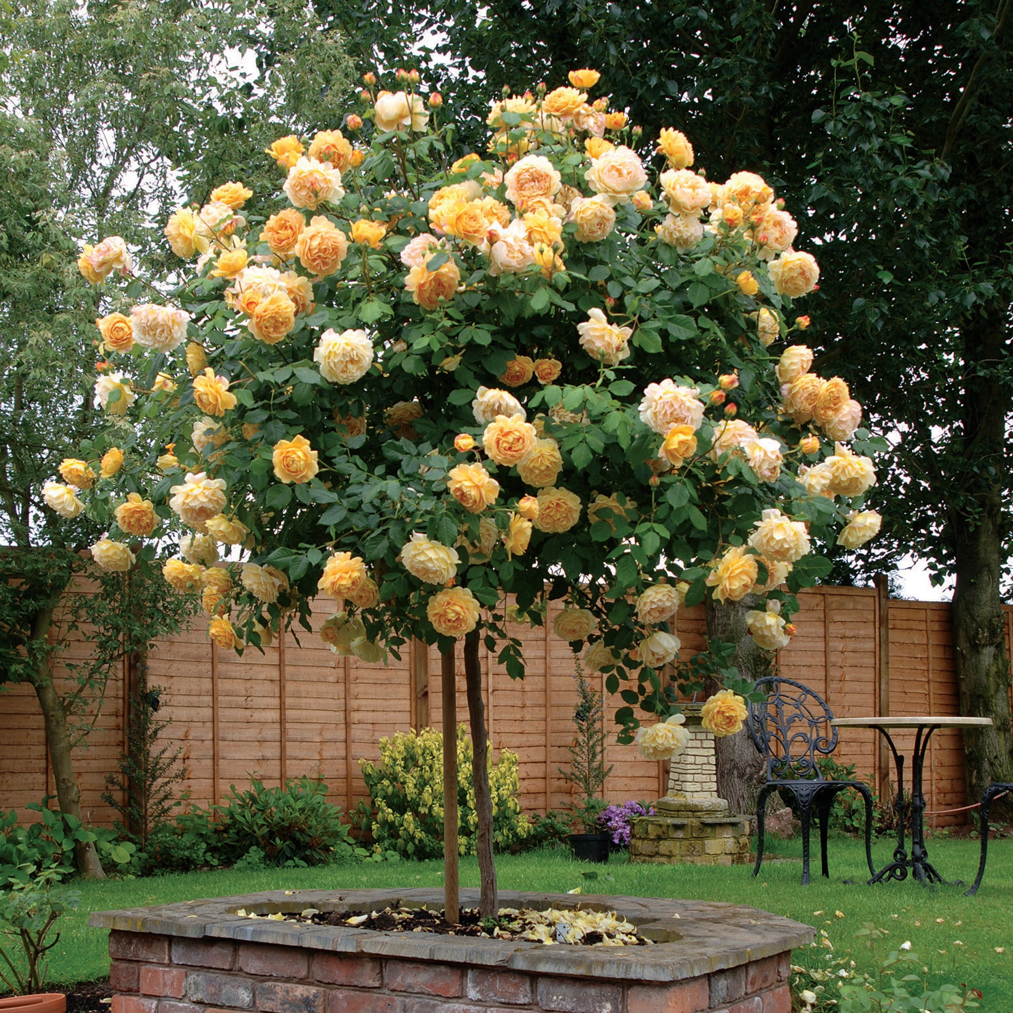 Golden Celebration (Ausgold) | English Standard Tree Rose | David ...