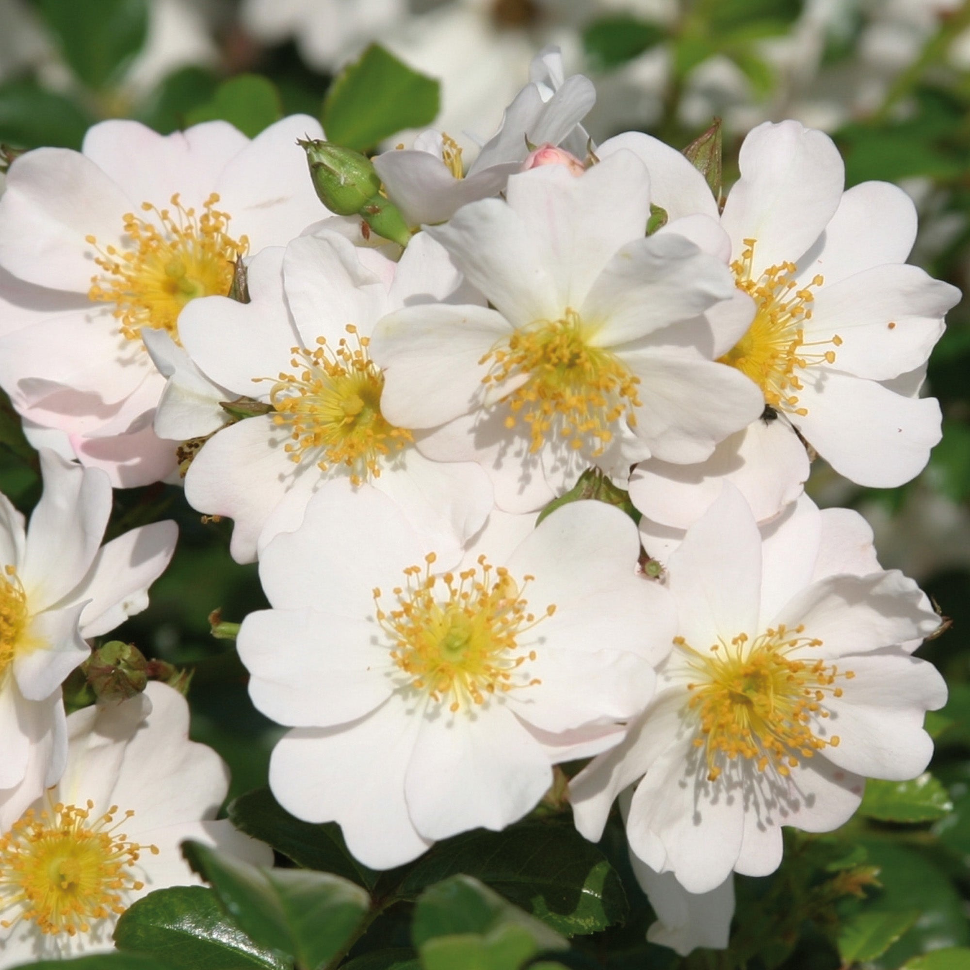 Grouse | Ground Cover Rose | David Austin Roses