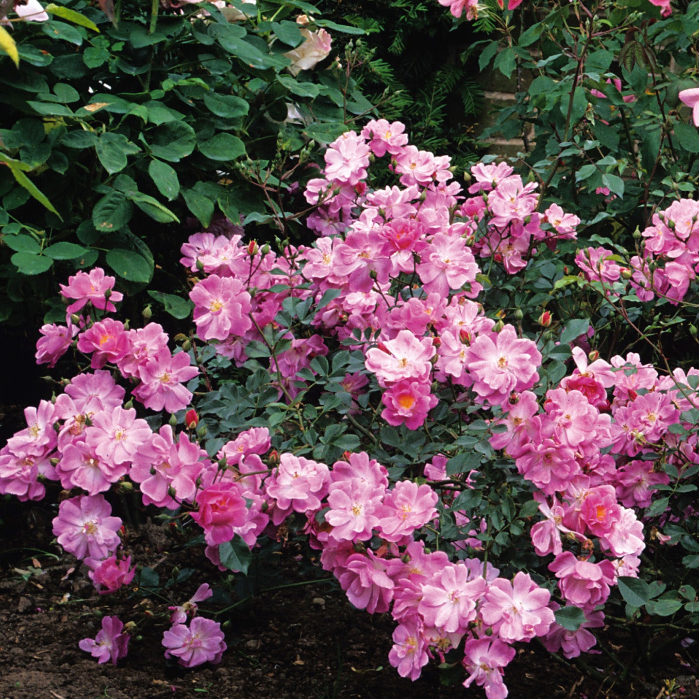 Magic Carpet | Ground Cover Rose | David Austin Roses