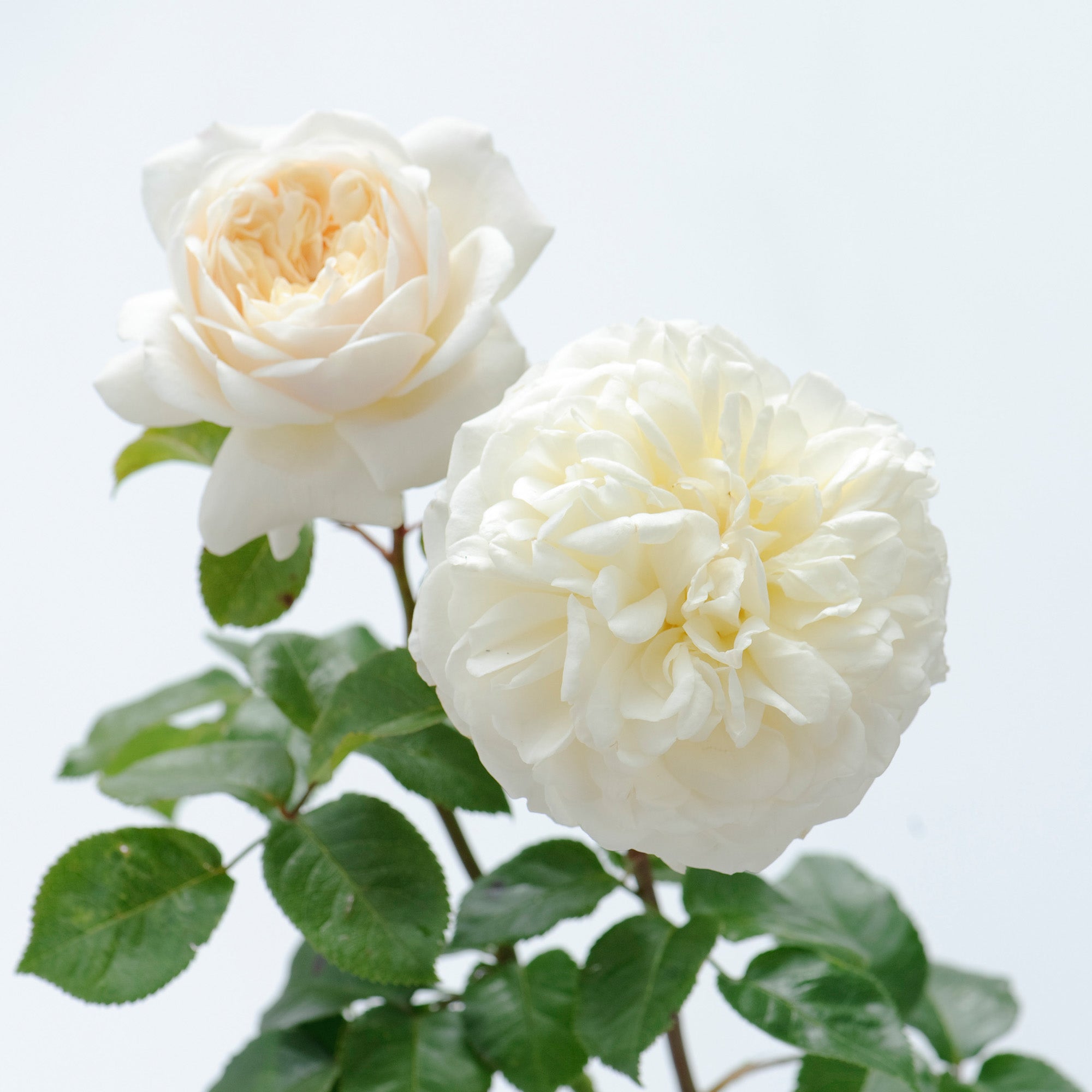 Tranquillity | English Standard Rose | David Austin Roses