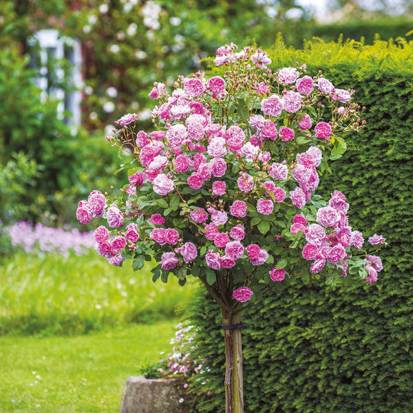 Standard Tree Roses | Rose Trees | David Austin Roses