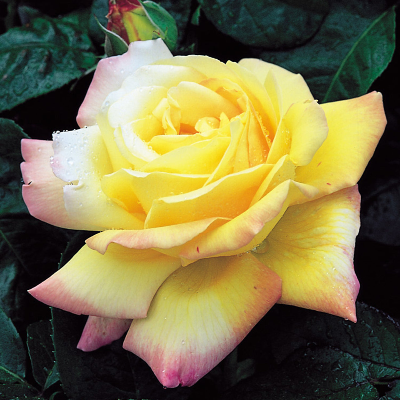 Peace | Hybrid Tea | David Austin Roses