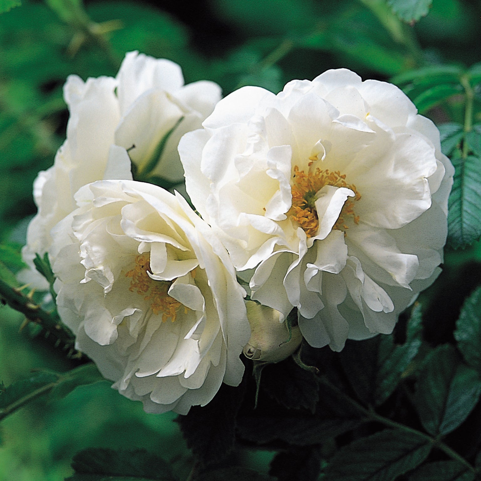 Schneezwerg | Rugosa Rose | David Austin Roses