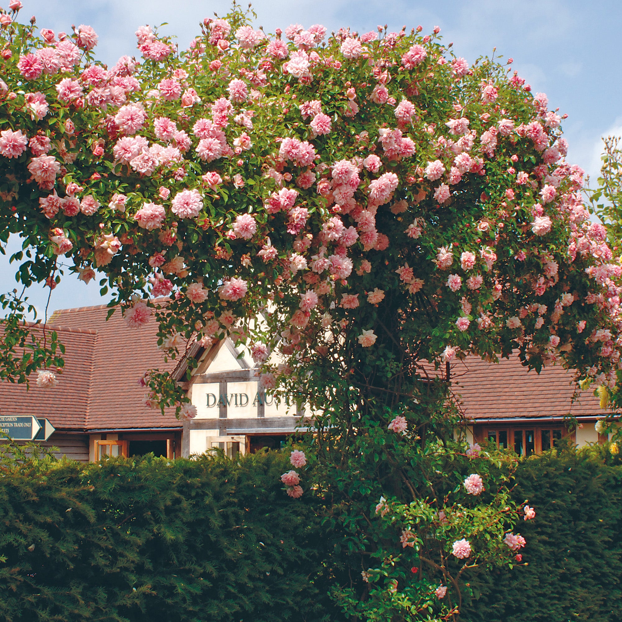 Paul Noël | Rambling Rose | David Austin Roses