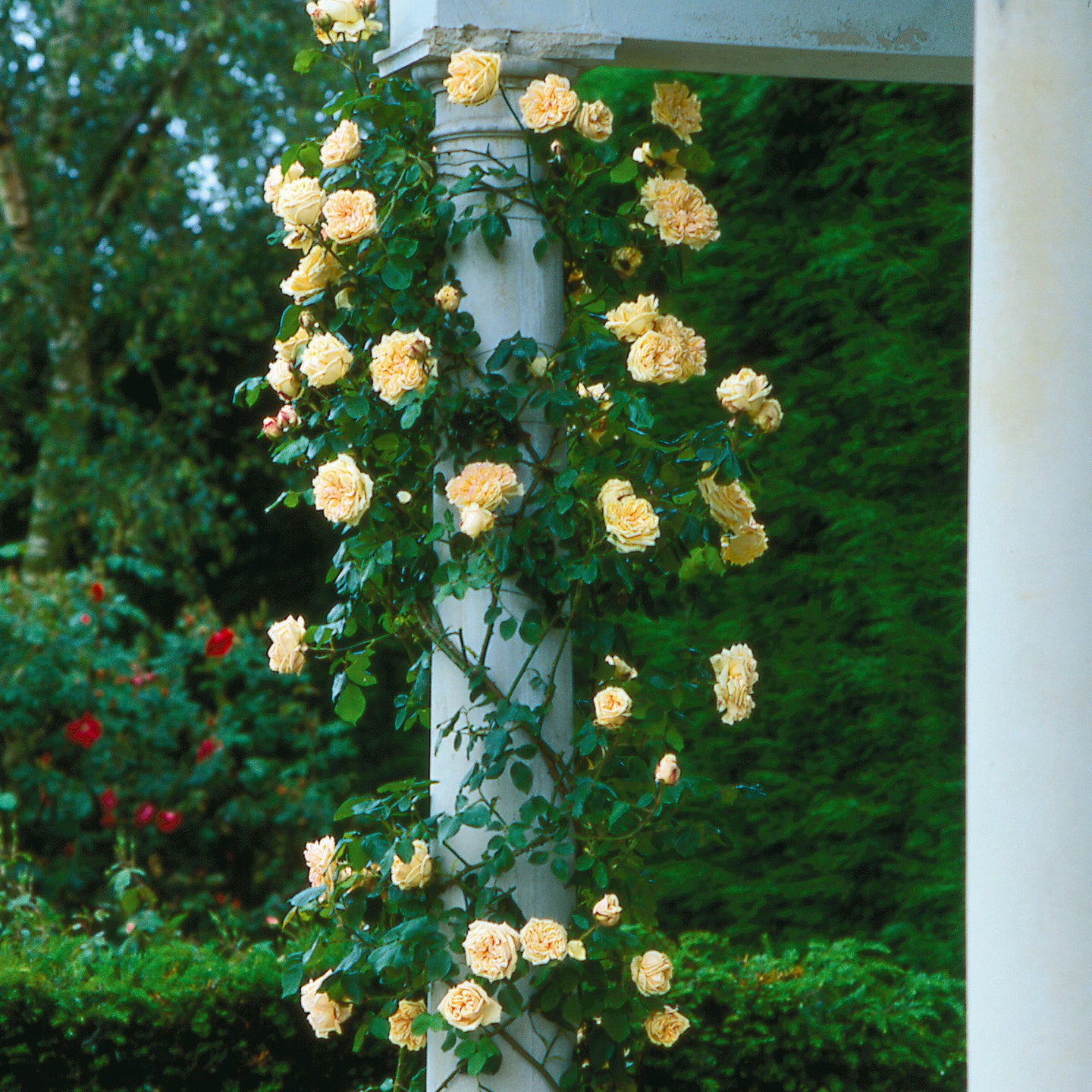 Yellow Climbing Roses | David Austin Roses