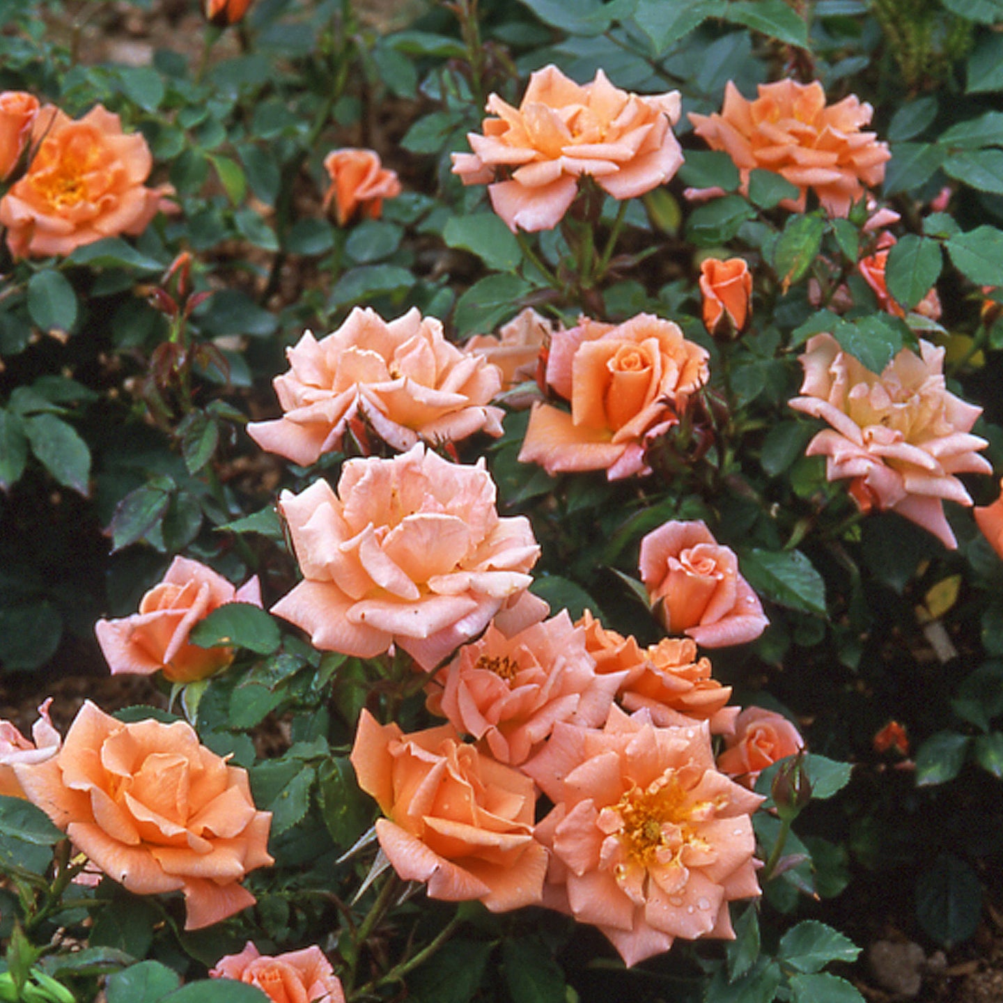 Miniature Roses | David Austin Roses