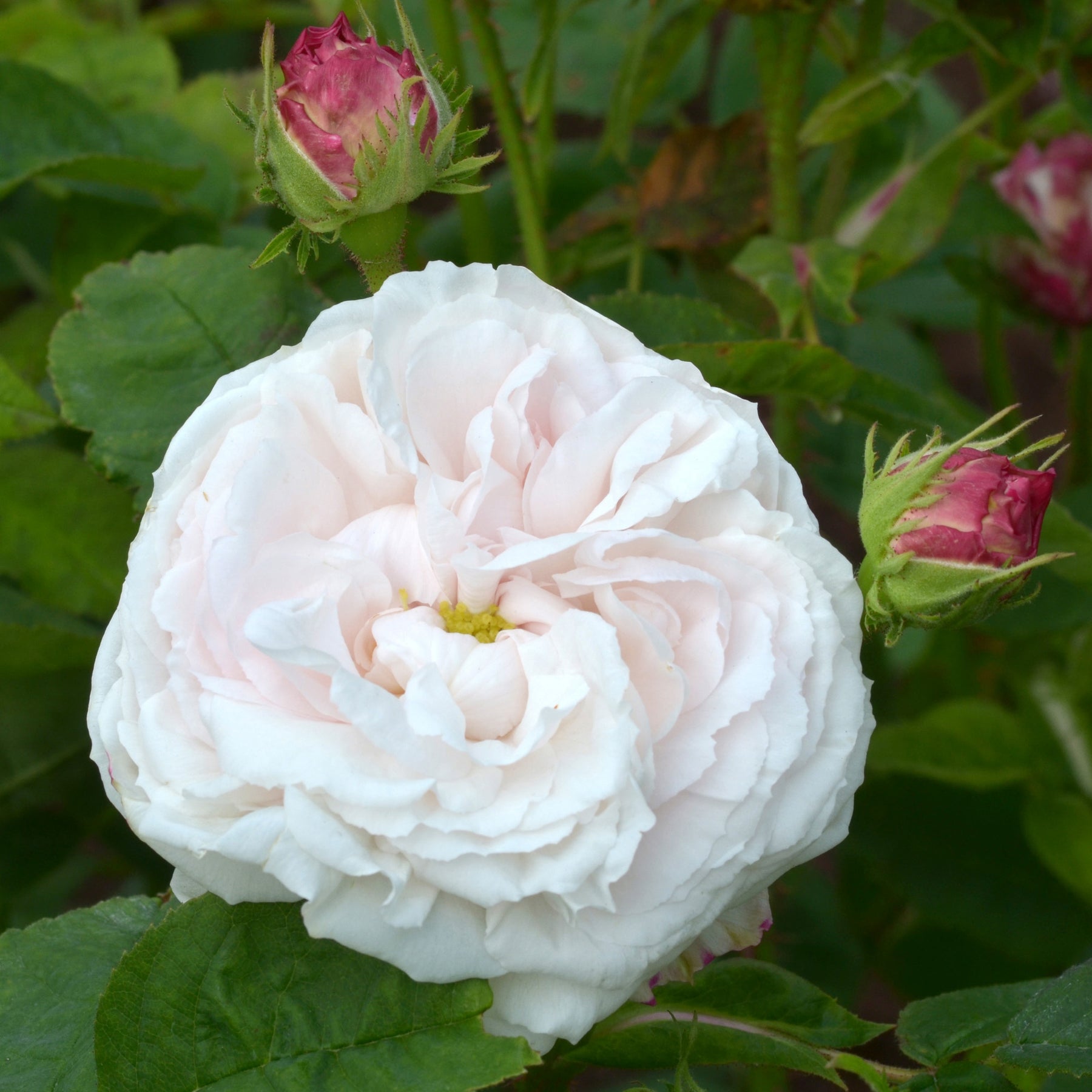 Belle Isis | Old Rose | David Austin Roses