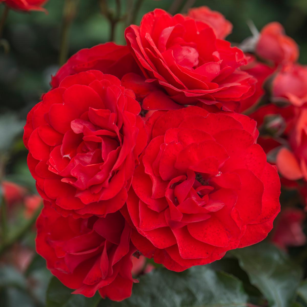 Trumpeter | Floribunda | David Austin Roses