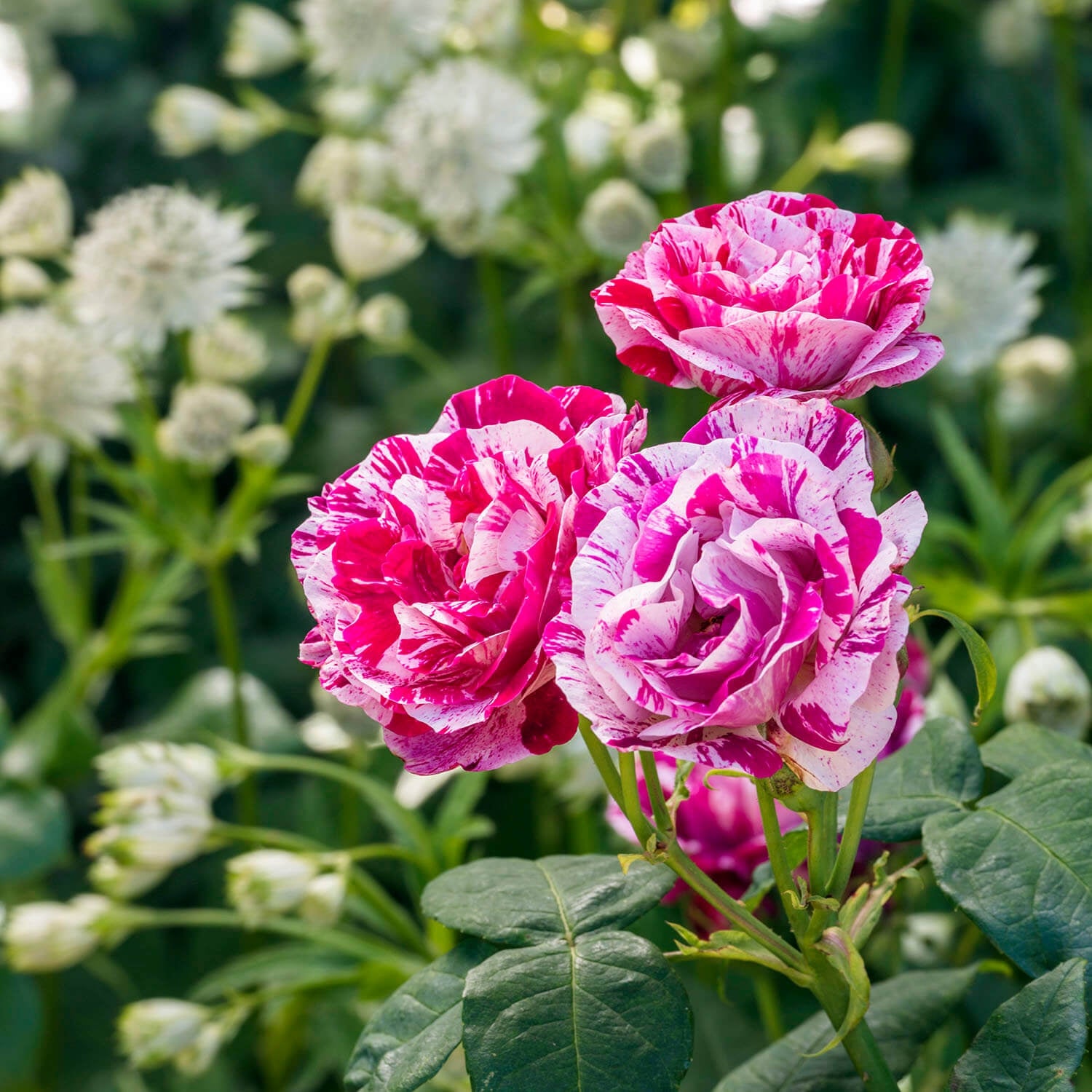 Ferdinand Pichard | Old Rose | David Austin Roses