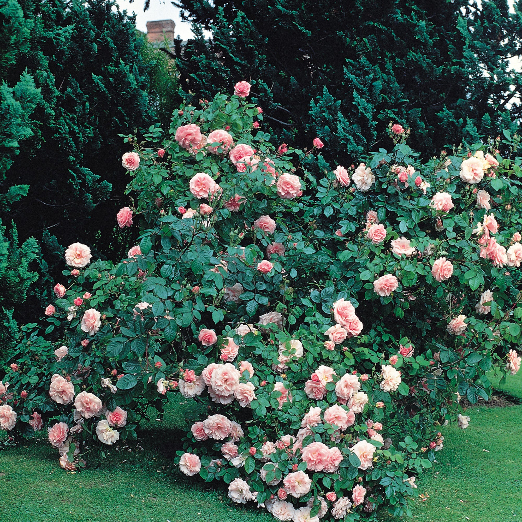 Fritz Nobis | Shrub Rose | David Austin Roses