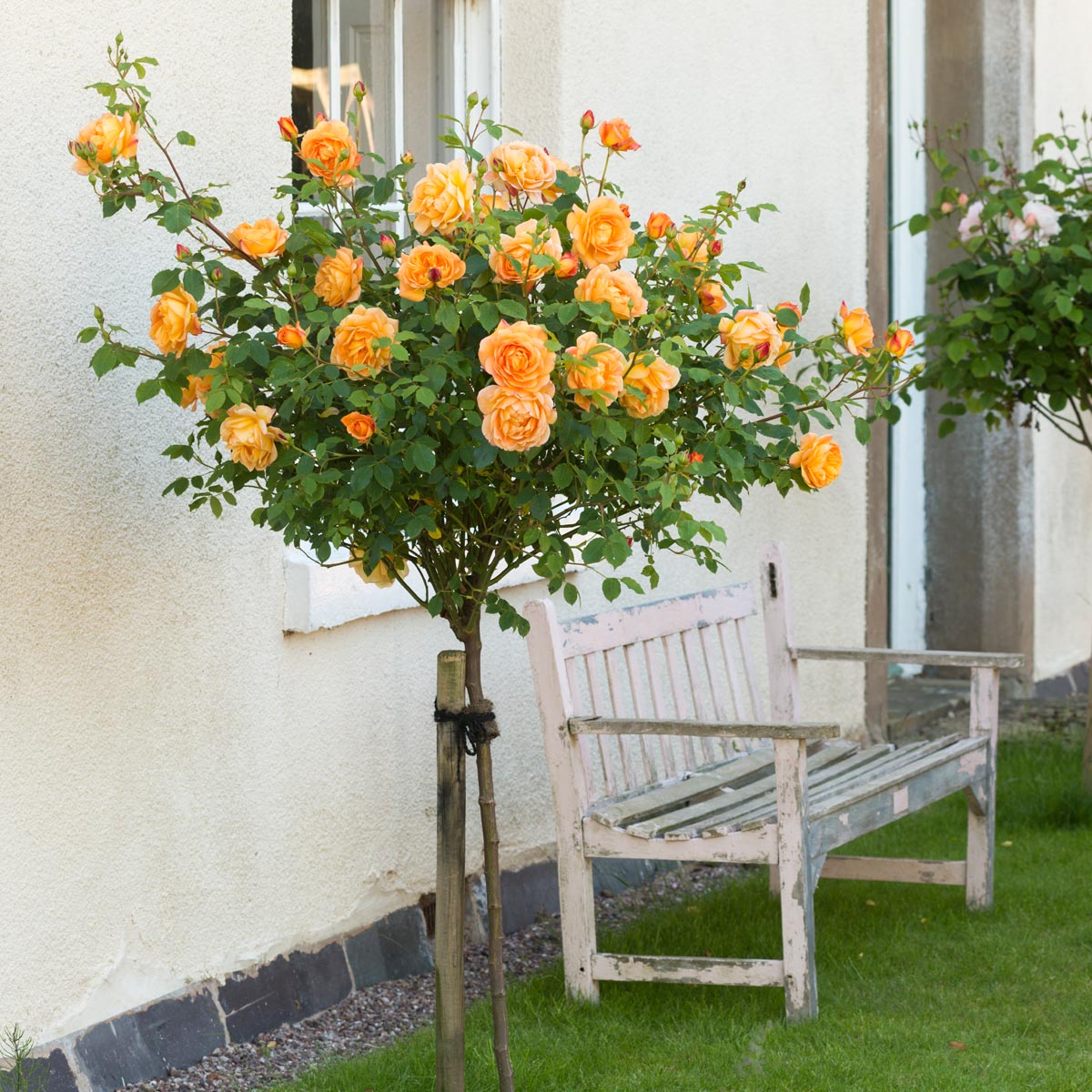 Lady of Shalott (Ausnyson) | English Standard Tree Rose | David Austin ...