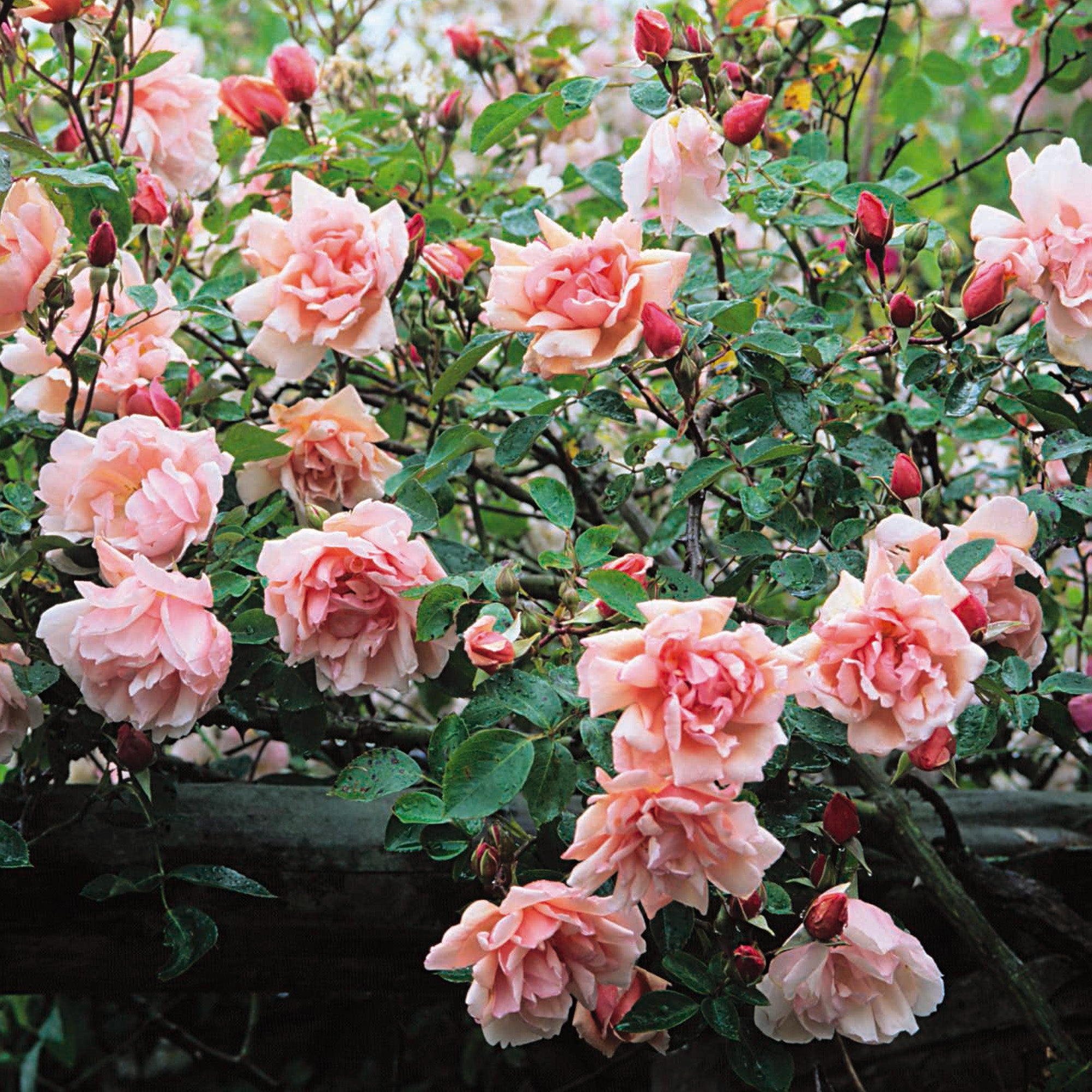 Albertine | Rambling Rose | David Austin Roses