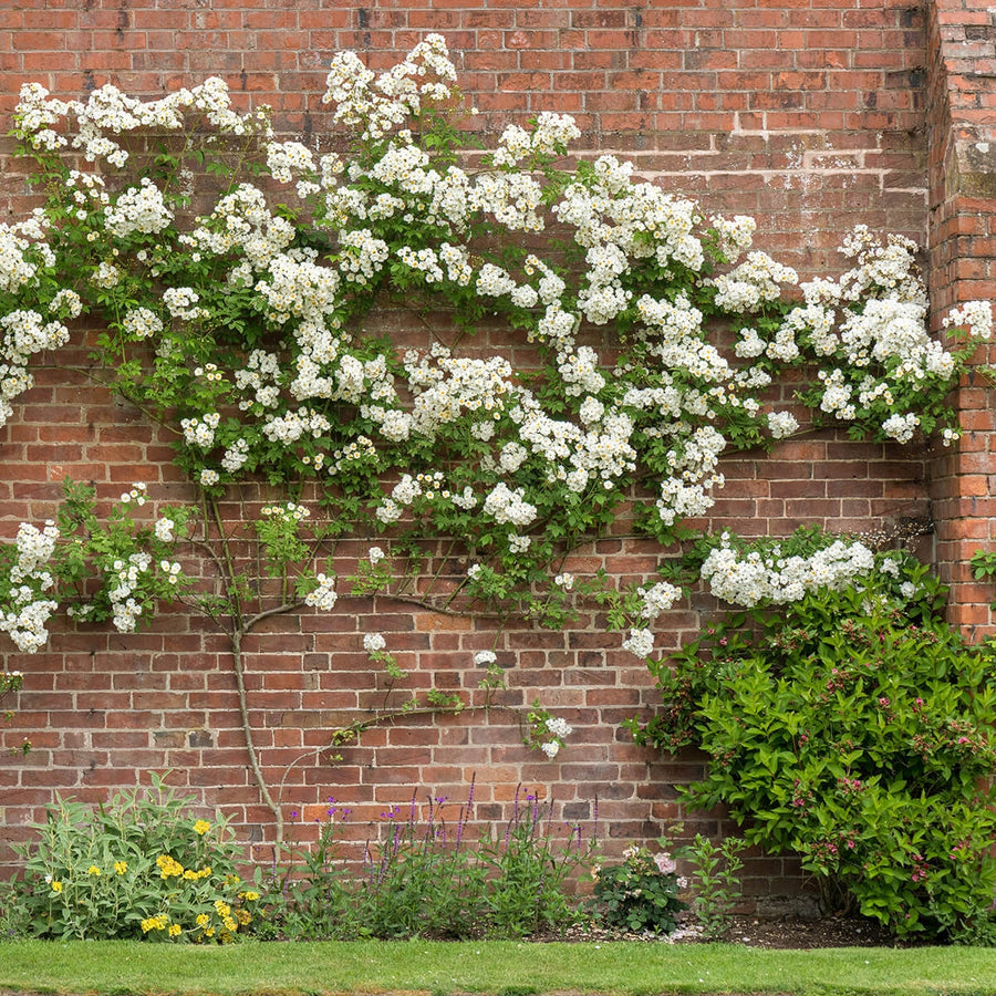 Rambling Rector | Rambling Rose | David Austin Roses