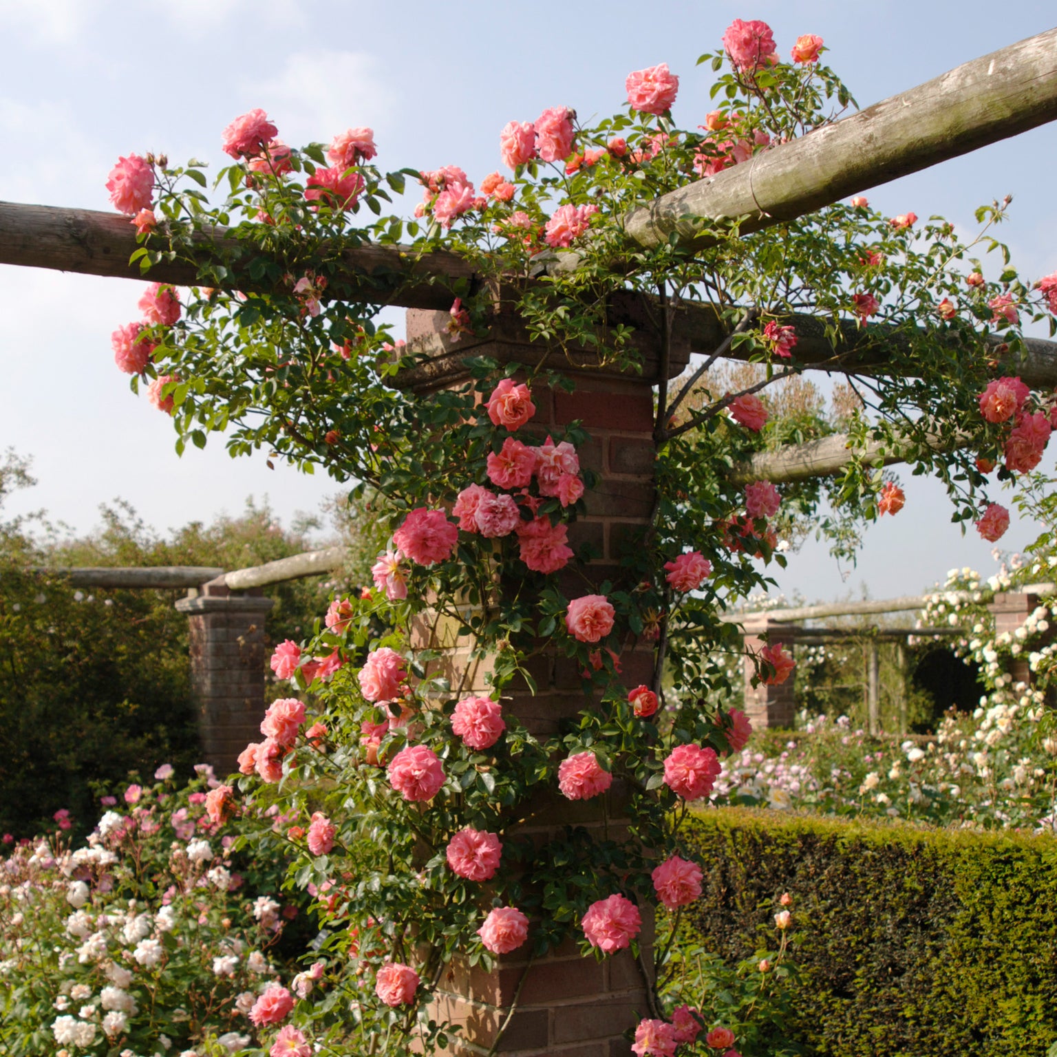Anne Dakin | Climbing Rose | David Austin Roses