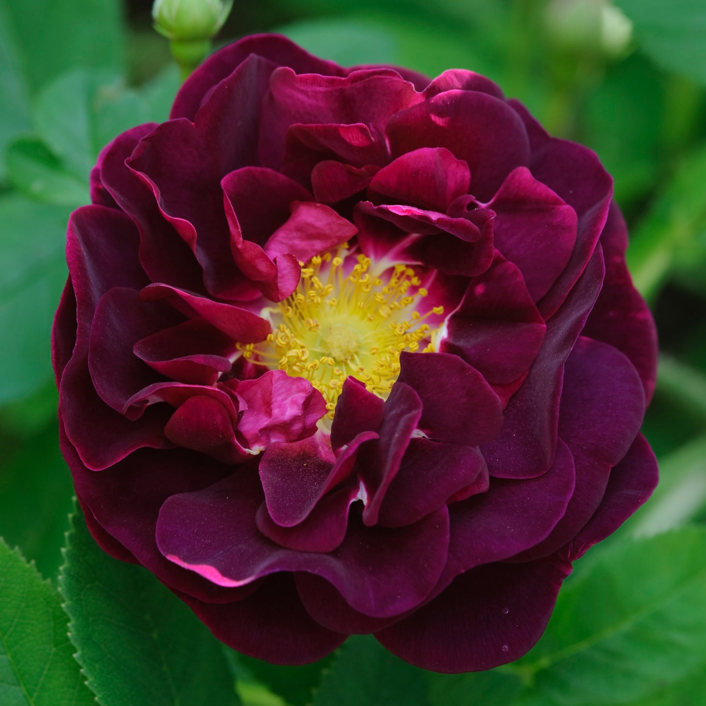 Tuscany | Old Rose | David Austin Roses