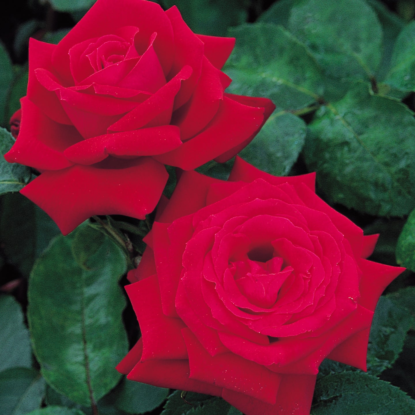 Ruby Wedding | Standard Tree Rose | David Austin Roses