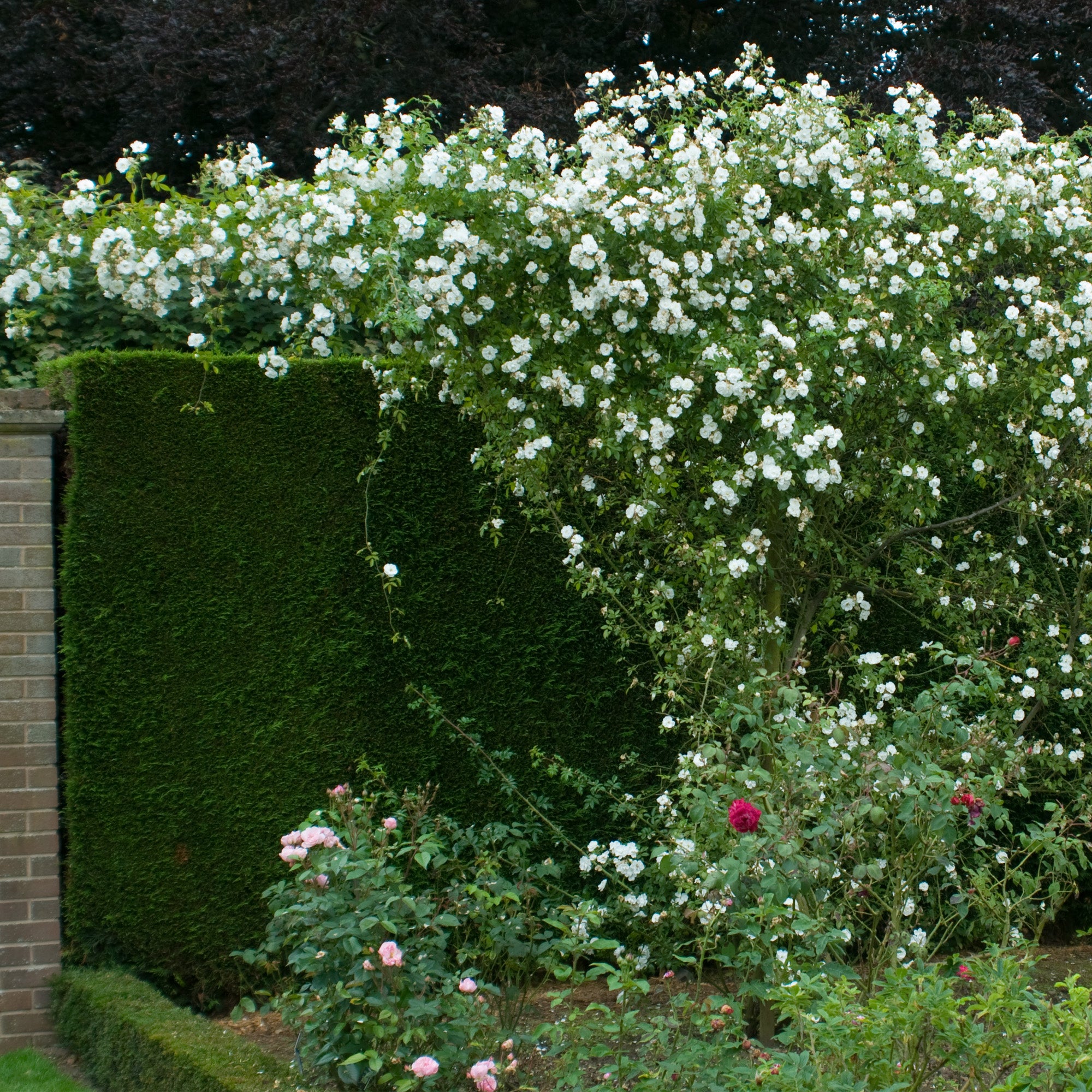 Sanders' White | Rambling Rose | David Austin Roses