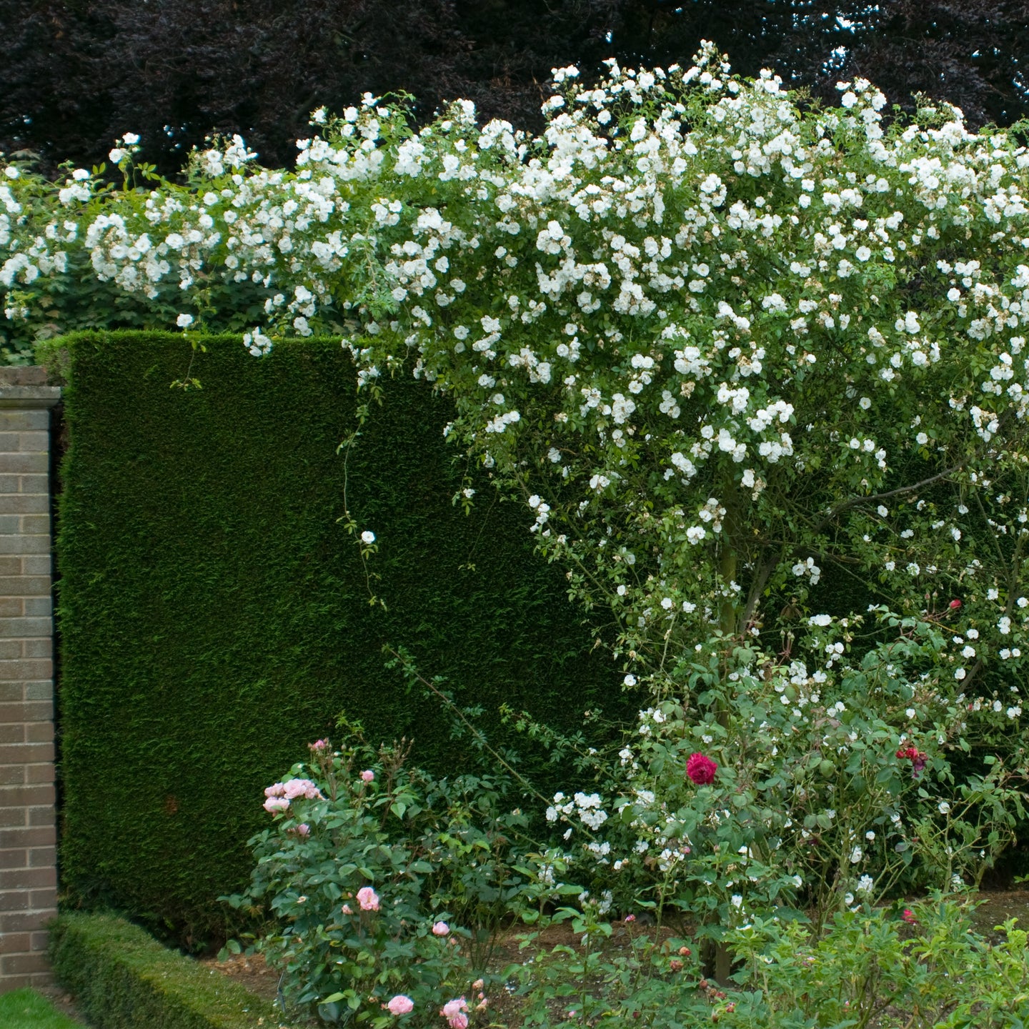 Sanders' White | Rambling Rose | David Austin Roses