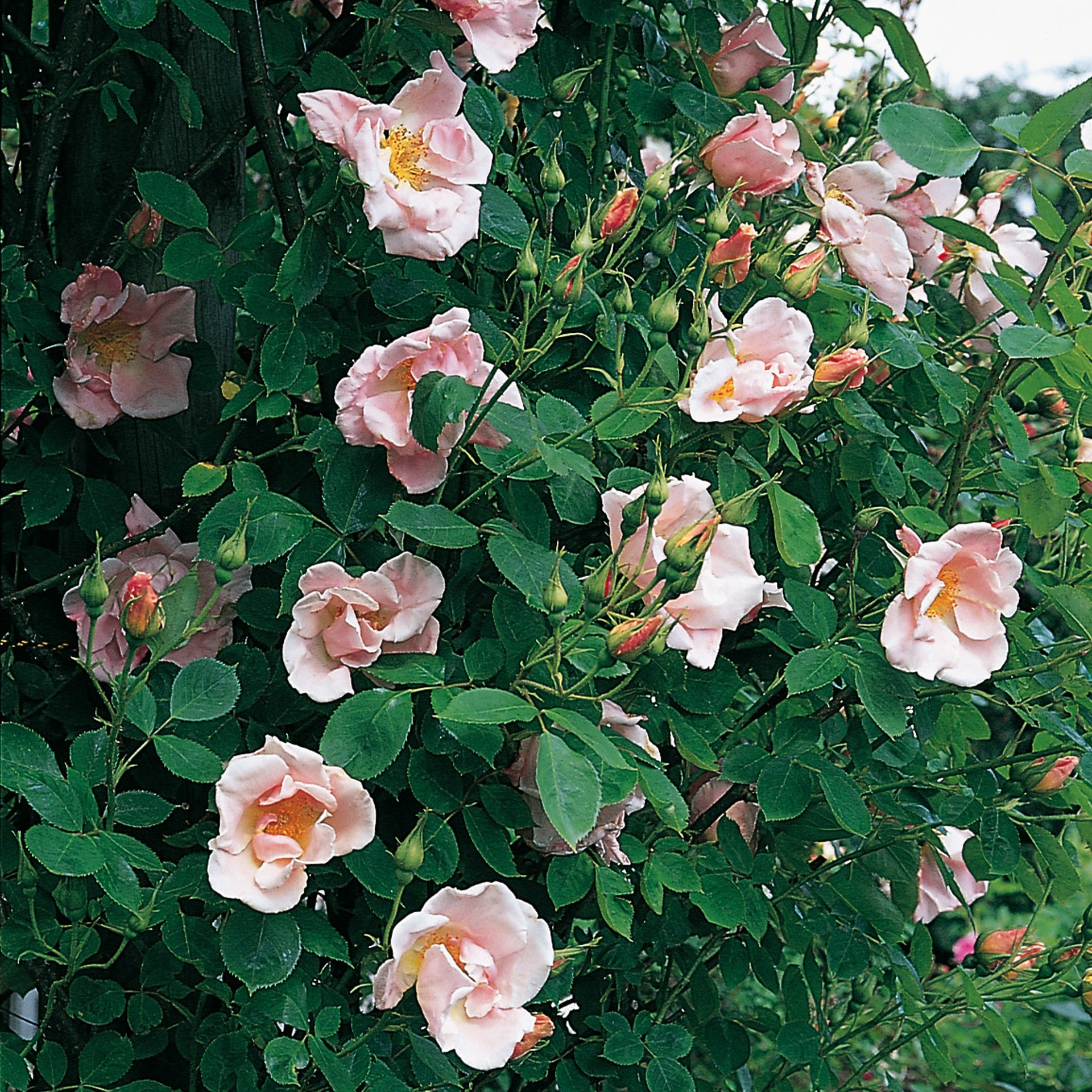 Cupid | Climbing Rose | David Austin Roses