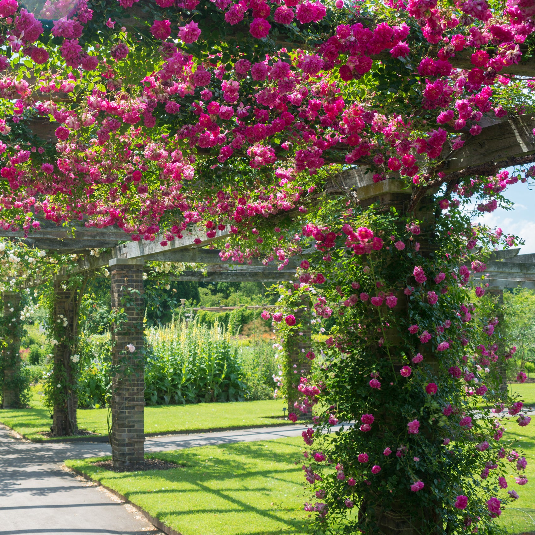How to Plant Rambling Roses Up Trees