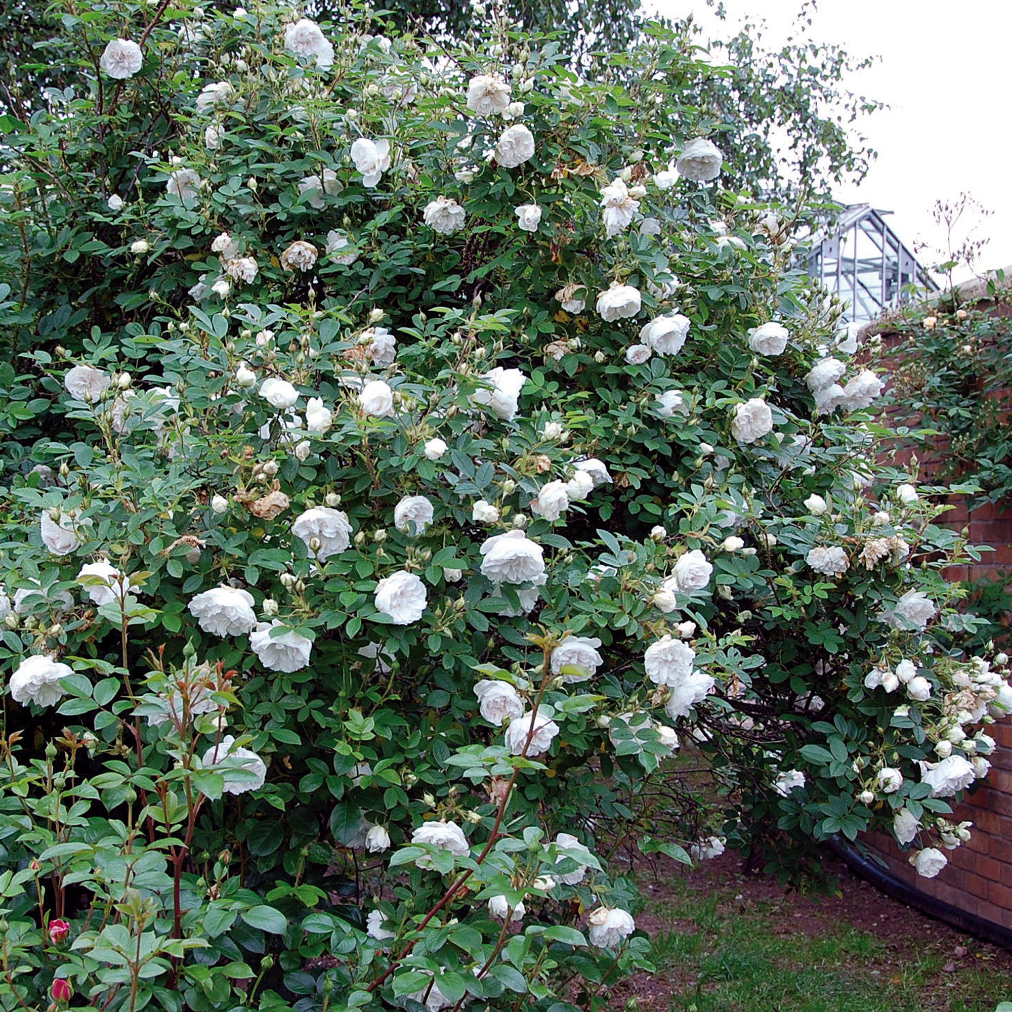 Snowdon | Rugosa Rose | David Austin Roses
