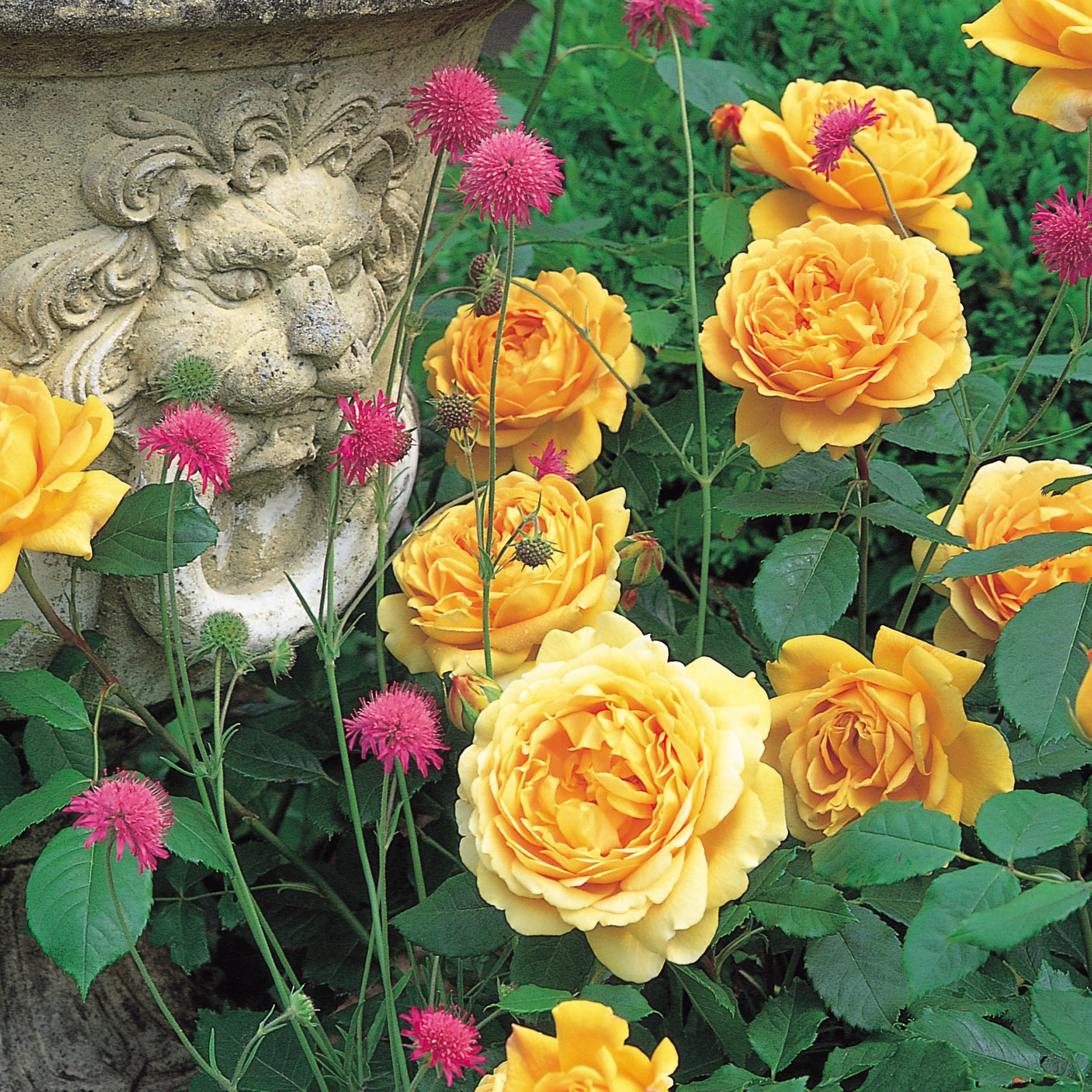 Golden Celebration (Ausgold) | English Shrub Rose | David Austin Roses