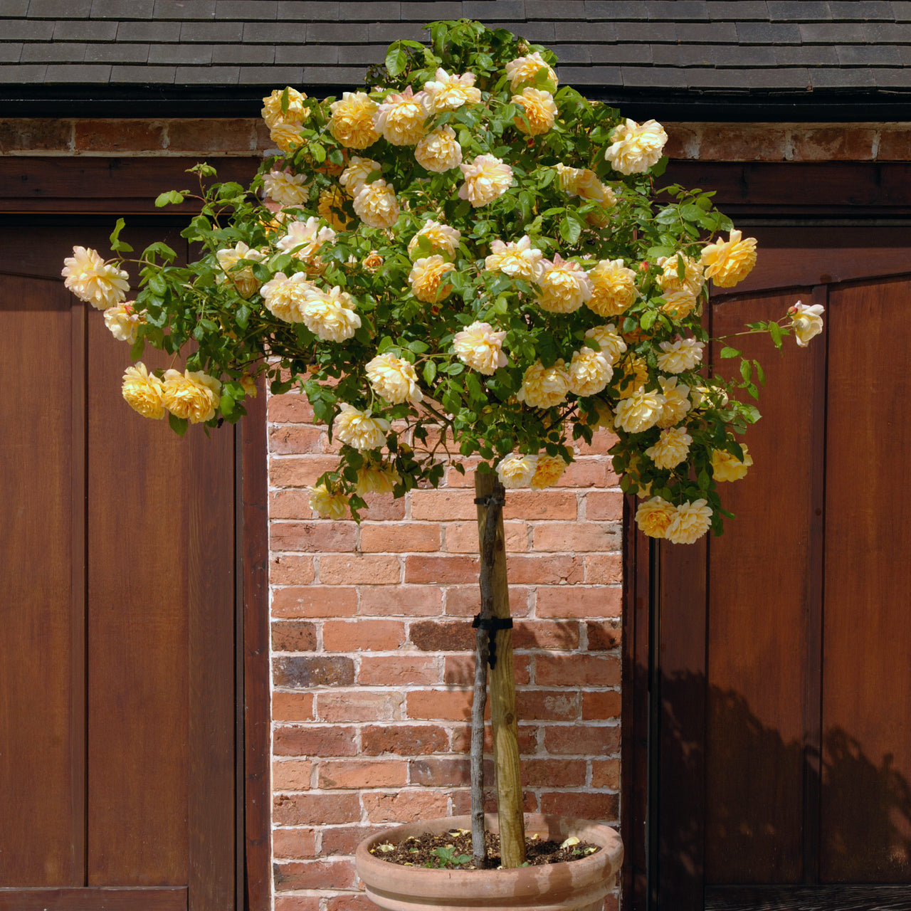 Golden Celebration (Ausgold) | English Standard Tree Rose | David ...