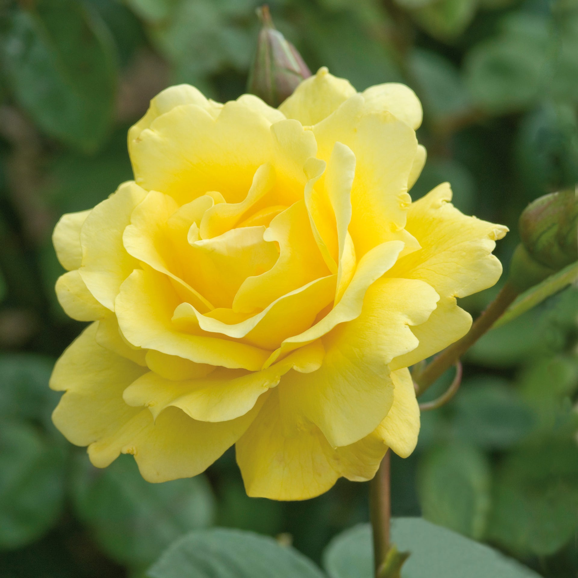 Golden Gate | Climbing Rose | David Austin Roses