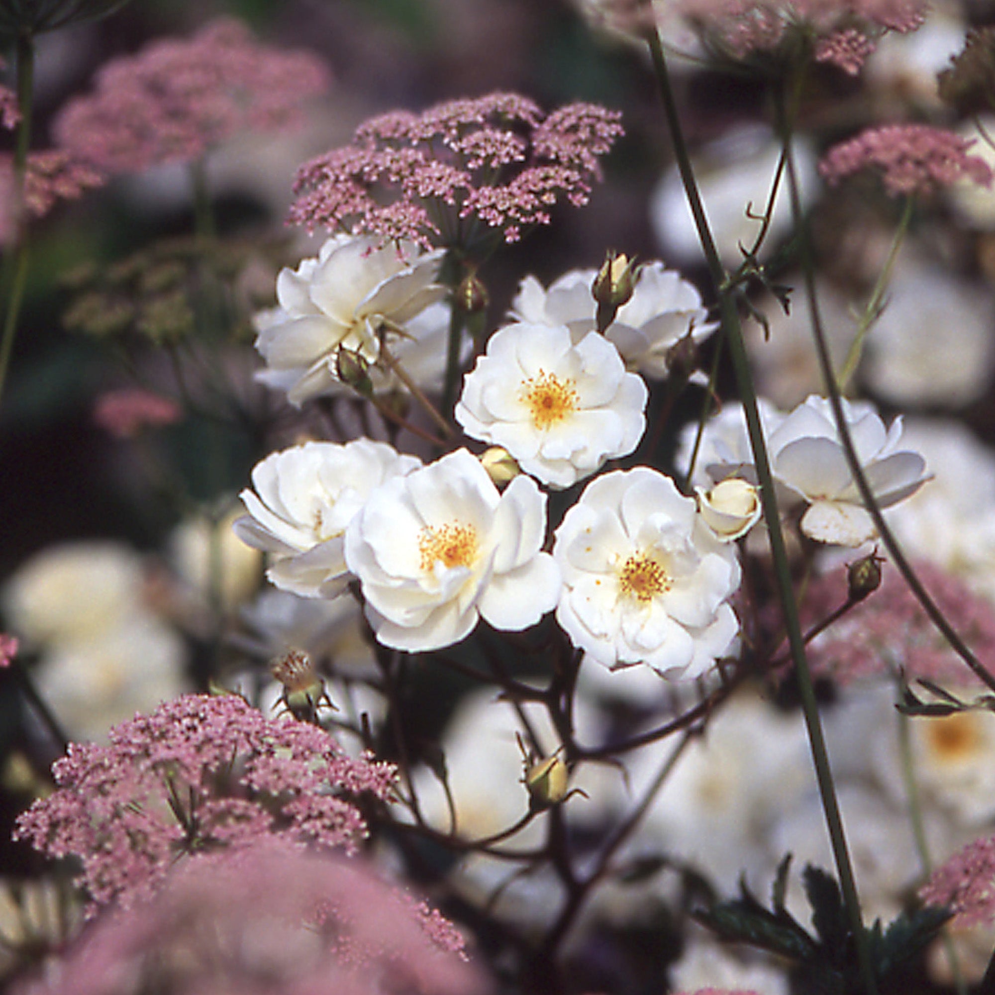 Moonlight | Shrub Rose | David Austin Roses