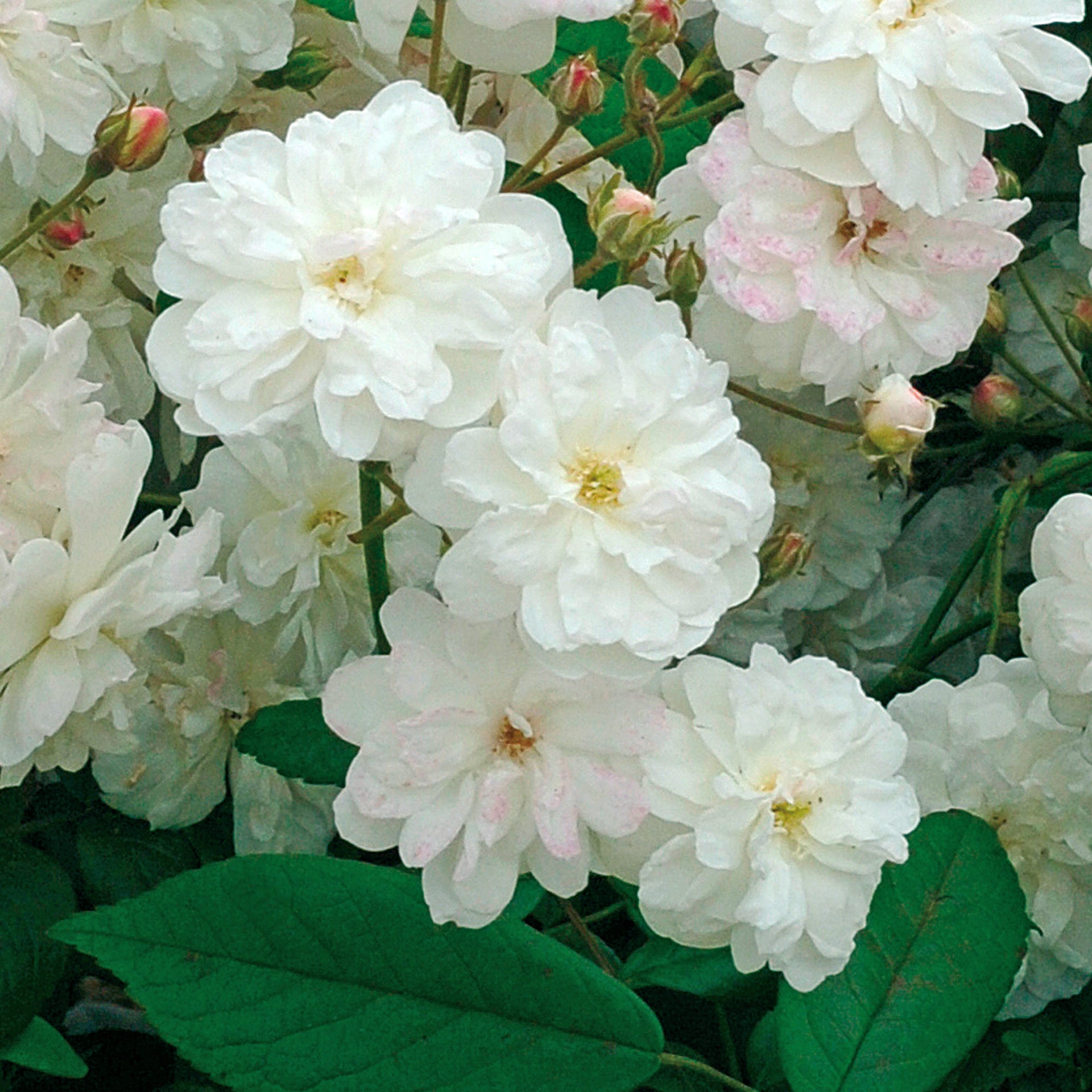 Francine Austin (Ausram) | English Shrub Rose | David Austin Roses