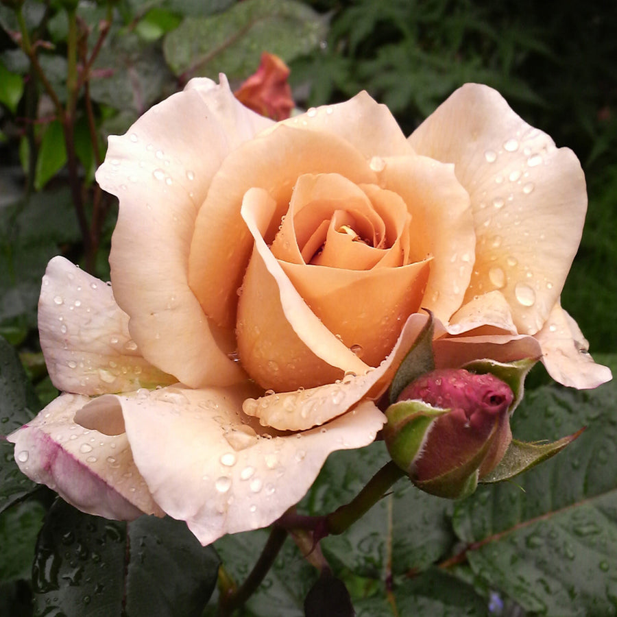 Julia's Rose | Hybrid Tea | David Austin Roses