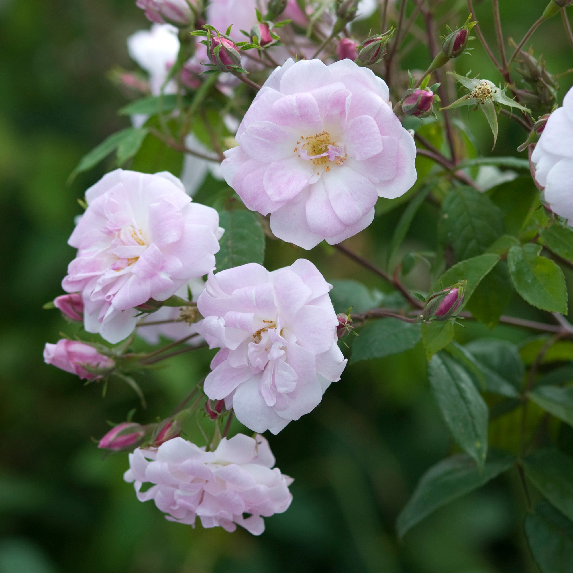 Champney's Pink Cluster | Climbing Rose | David Austin Roses