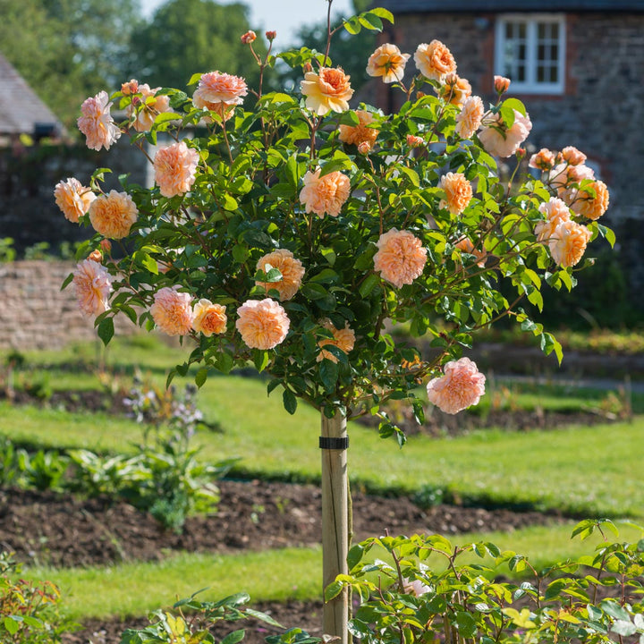 Standard Tree Roses | Rose Trees | David Austin Roses