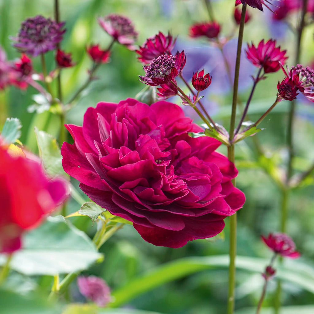 Darcey Bussell (Ausdecorum) | English Shrub Rose | David Austin Roses