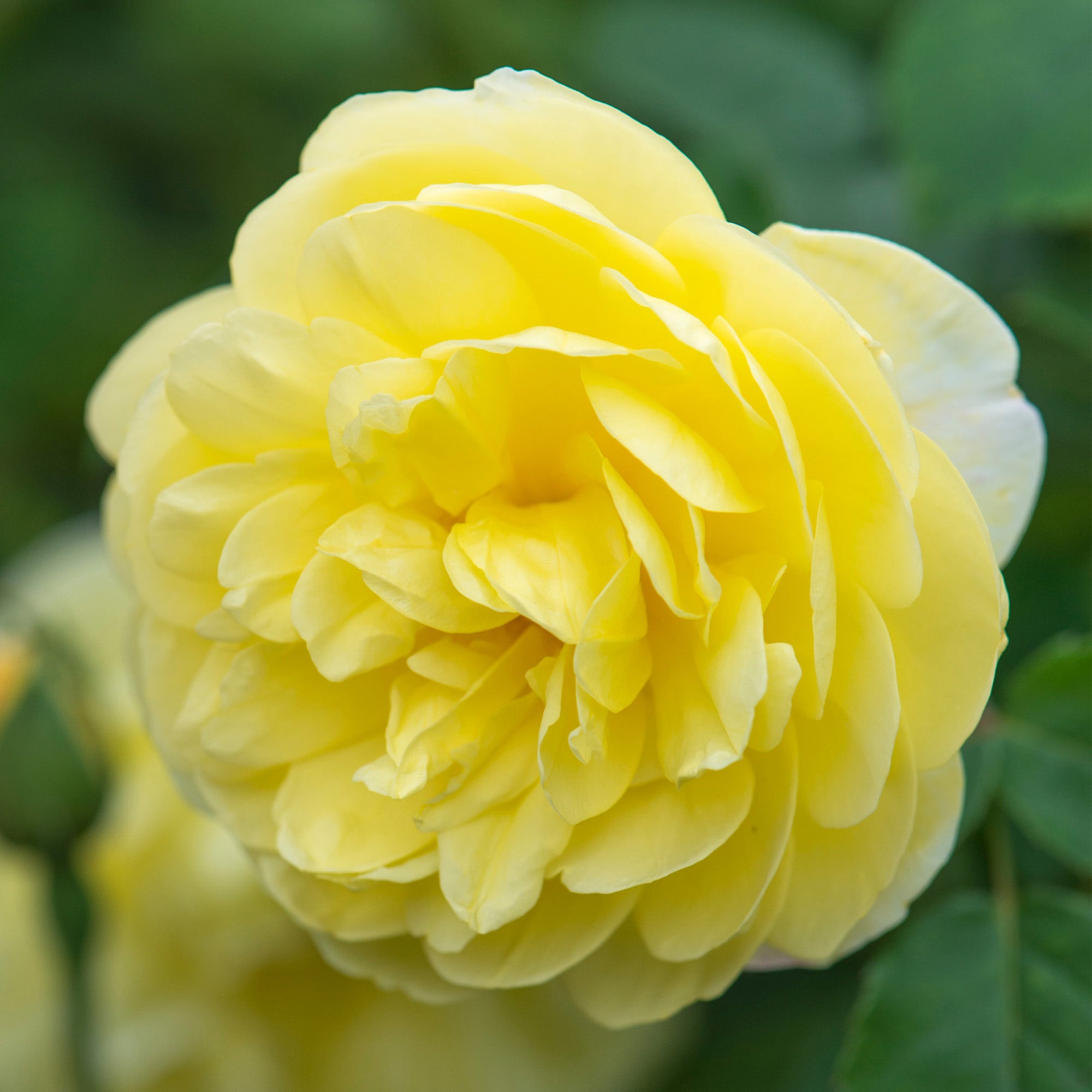 Blythe Spirit (Auschool) | English Shrub Rose | David Austin Roses