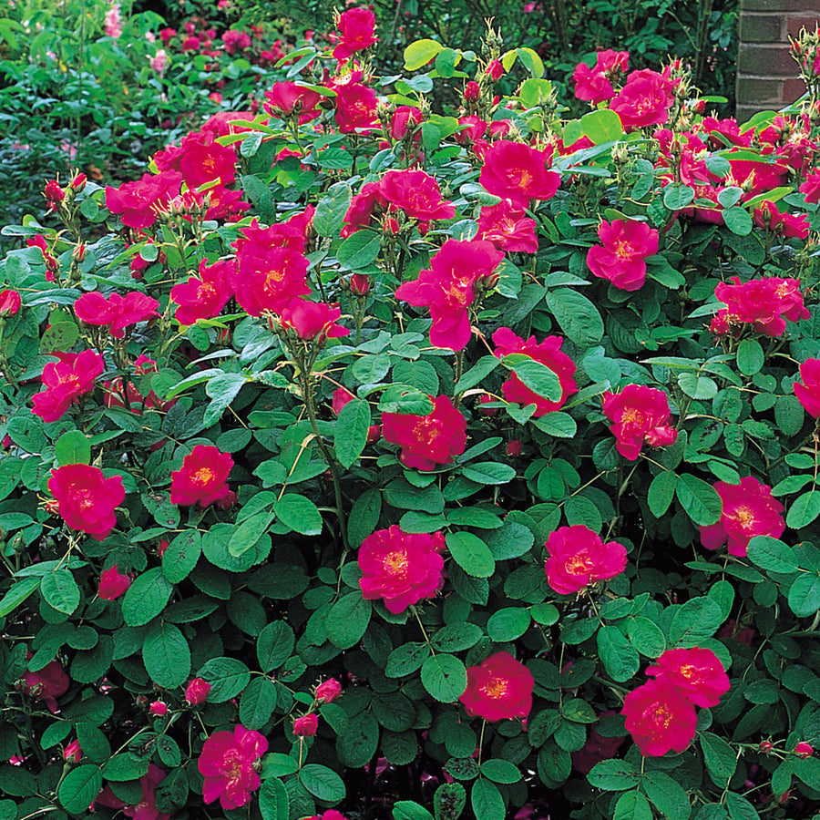 Portland Rose | Old Rose | David Austin Roses